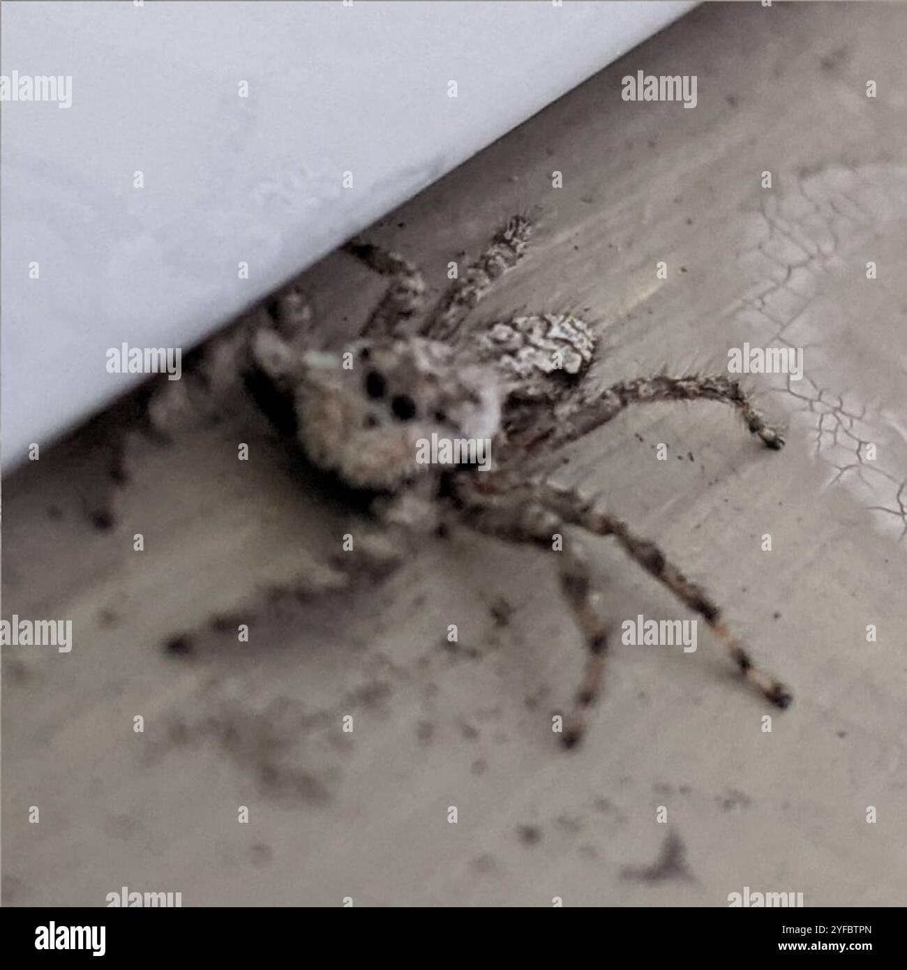 Tan Jumping Spider (Platycryptus undatus Stock Photo - Alamy