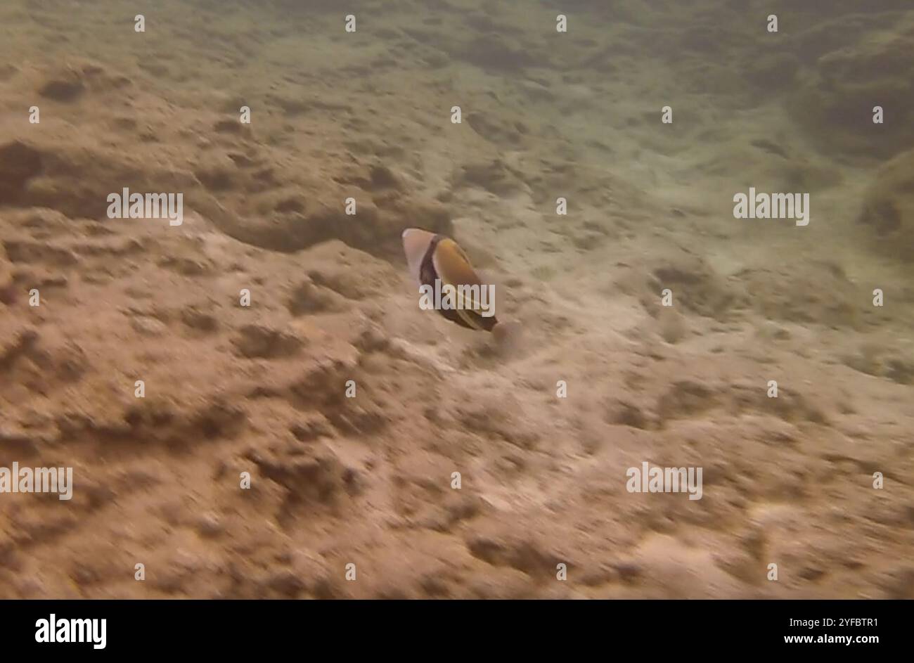 Wedgetail Triggerfish (Rhinecanthus rectangulus Stock Photo - Alamy