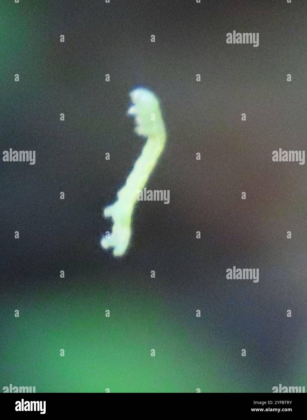 Spring Cankerworm Moth (Paleacrita vernata Stock Photo - Alamy