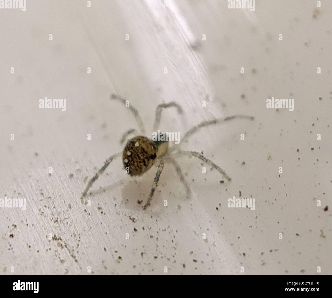 Orbweavers and Allies (Araneoidea Stock Photo - Alamy