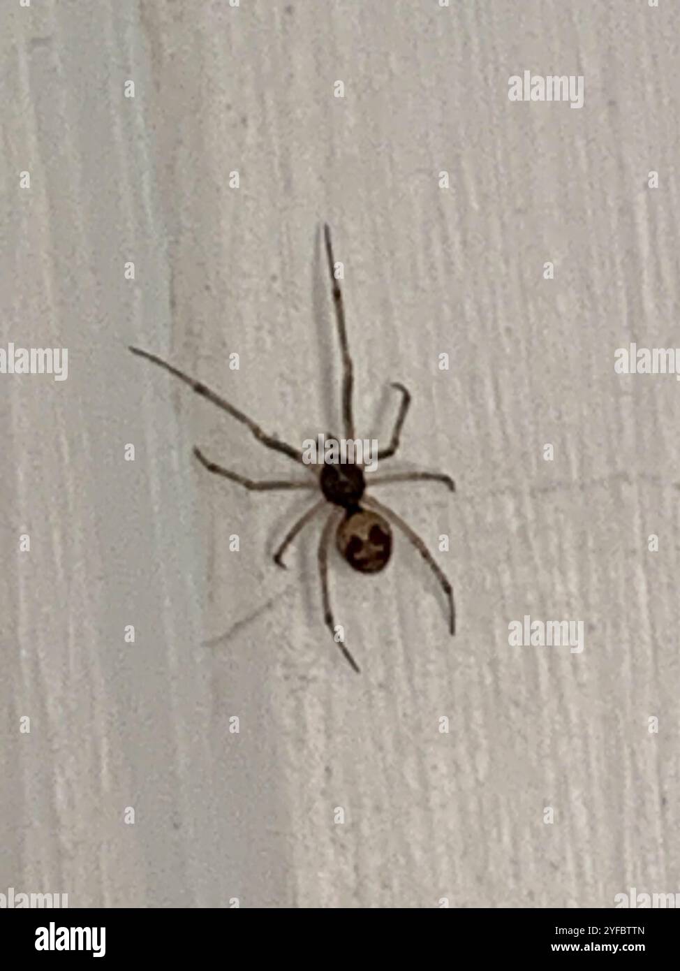Common House Spider (Parasteatoda tepidariorum Stock Photo - Alamy