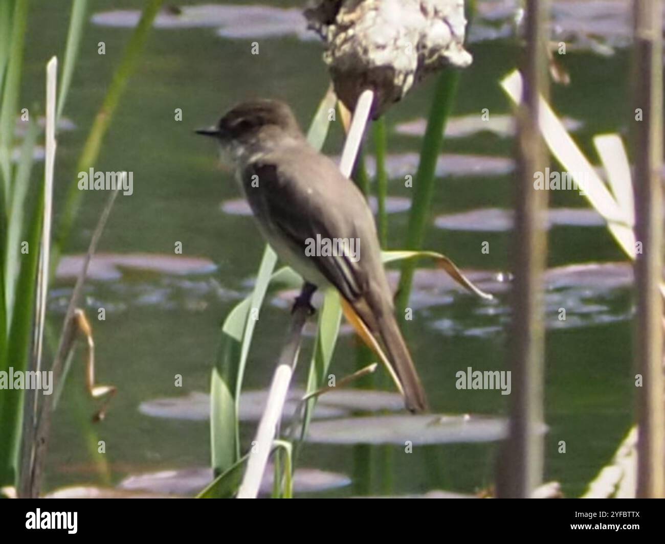 Eastern Phoebe (Sayornis phoebe Stock Photo - Alamy