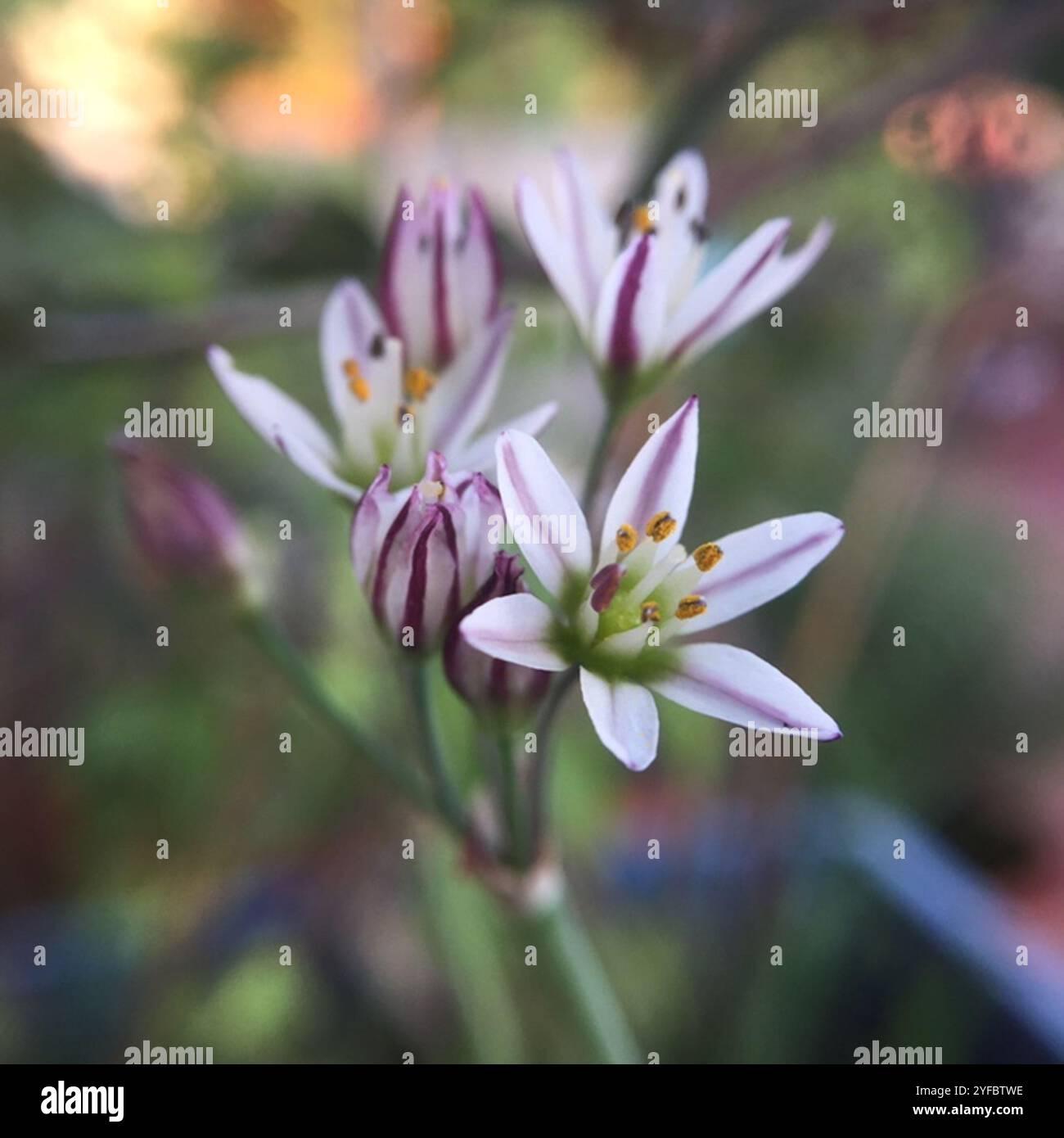 Onion Weed (Nothoscordum gracile Stock Photo - Alamy