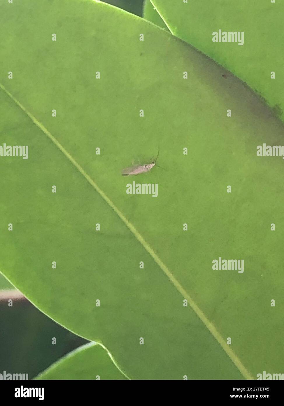 Dusty-winged Lacewings (Coniopterygidae Stock Photo - Alamy