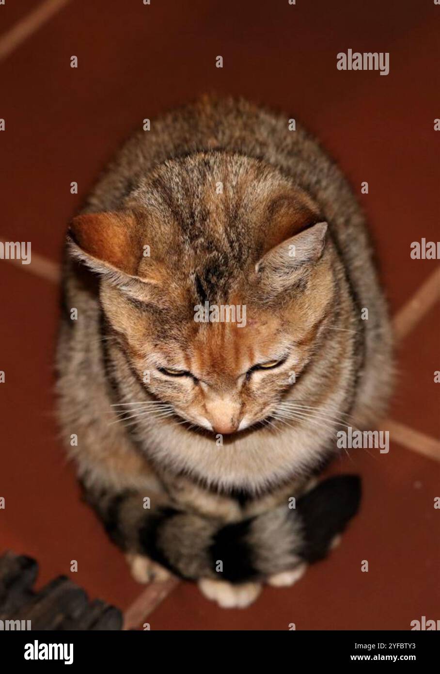Domestic Cat (Felis catus Stock Photo - Alamy