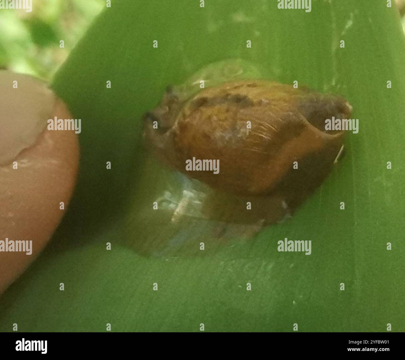 Common European Ambersnail (Succinea putris Stock Photo - Alamy