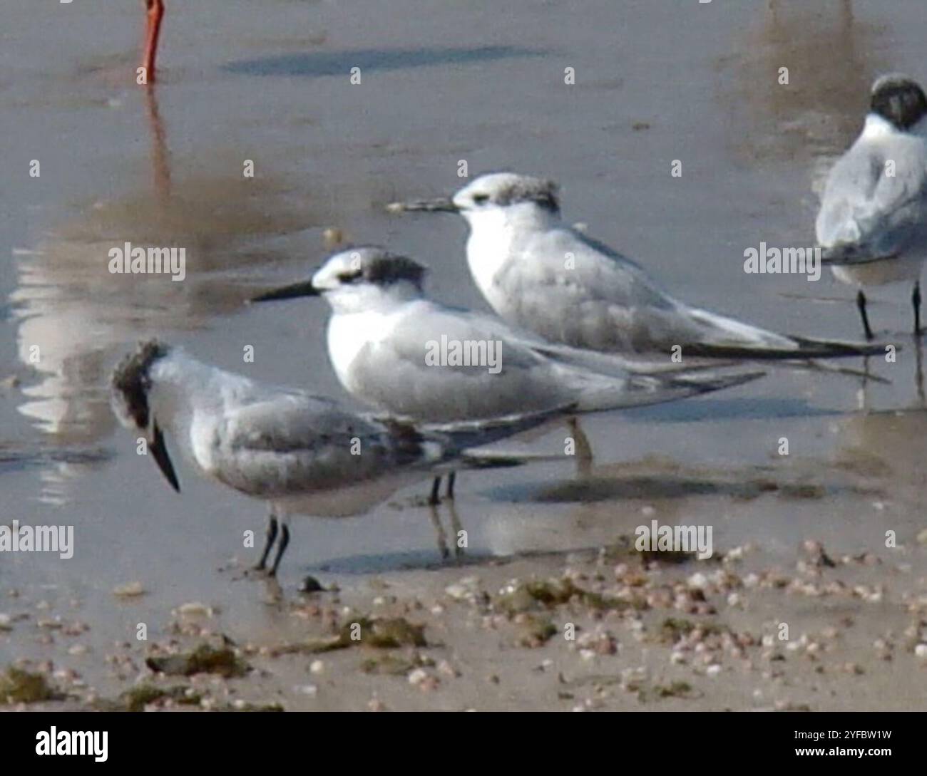 Sandwich Tern (Thalasseus sandvicensis Stock Photo - Alamy
