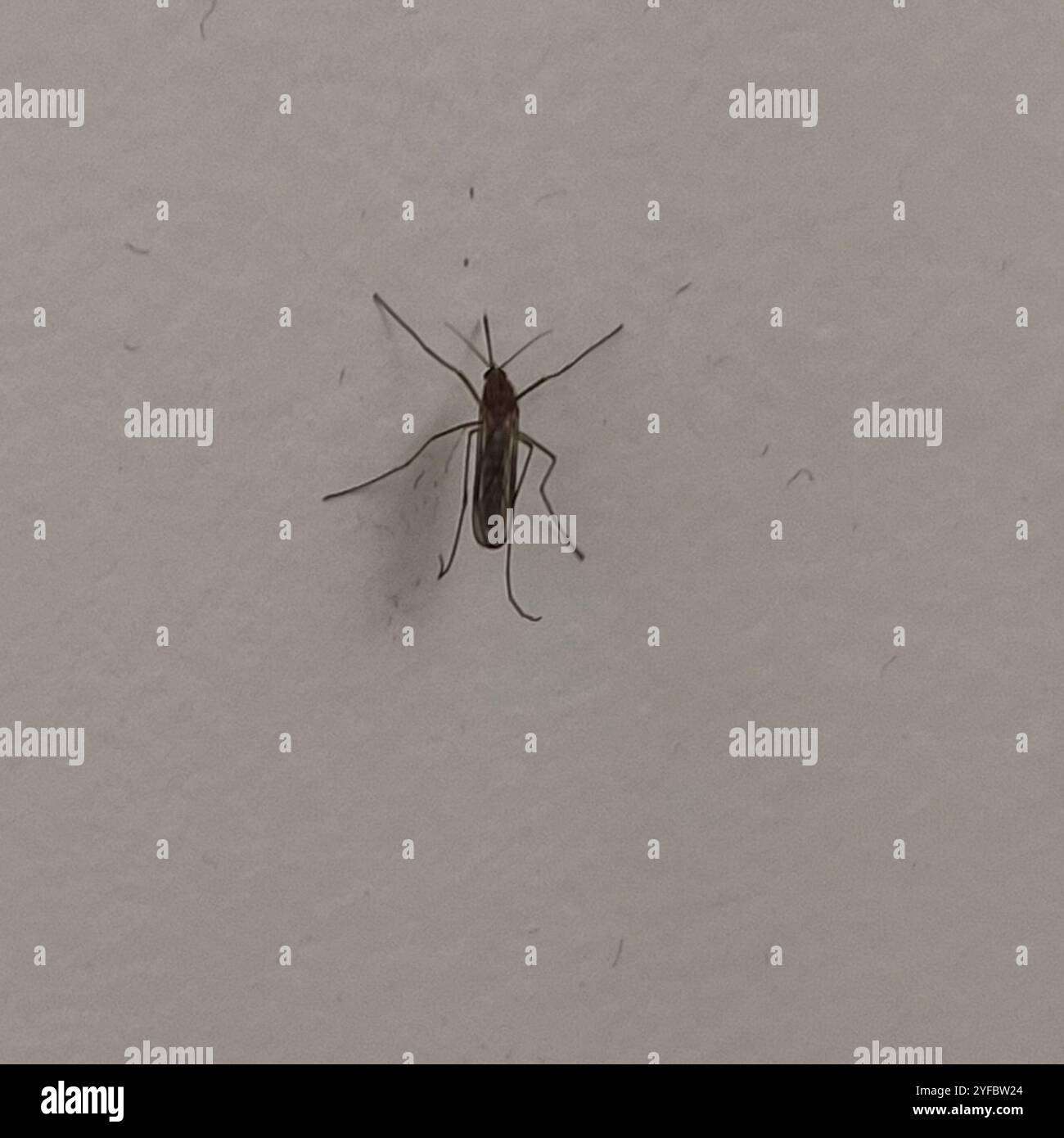 Common house mosquito (Culex pipiens Stock Photo - Alamy