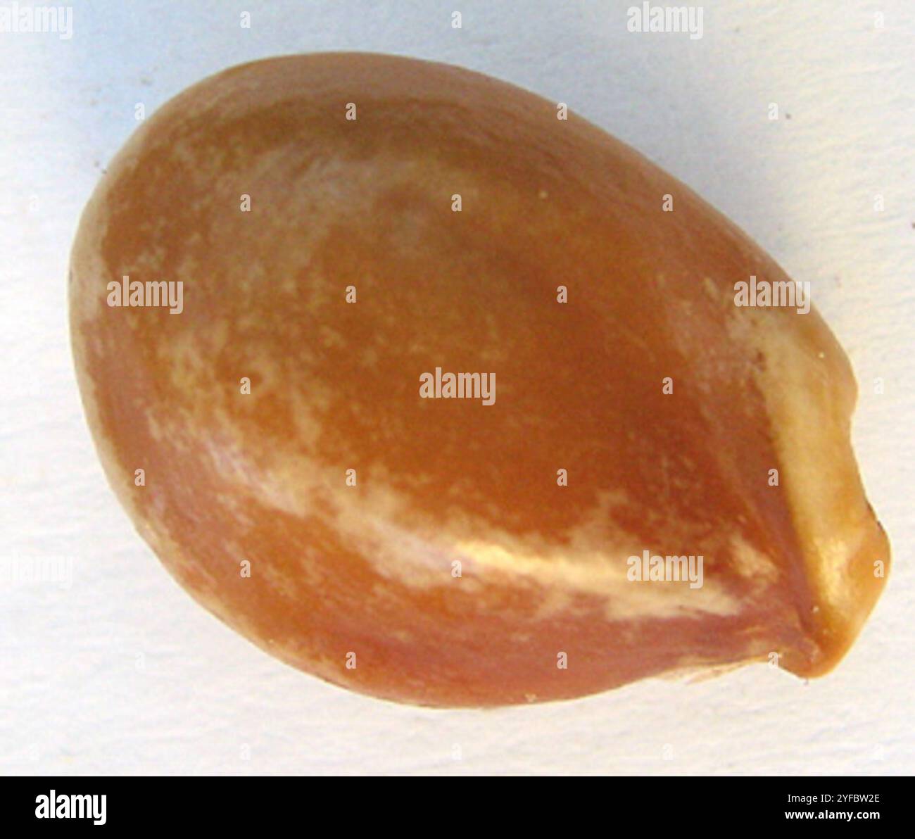 Transvaal Red Milkwood (Mimusops zeyheri Stock Photo - Alamy