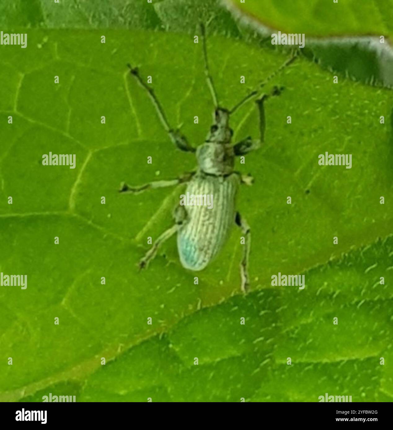 Nettle weevil (Phyllobius pomaceus Stock Photo - Alamy