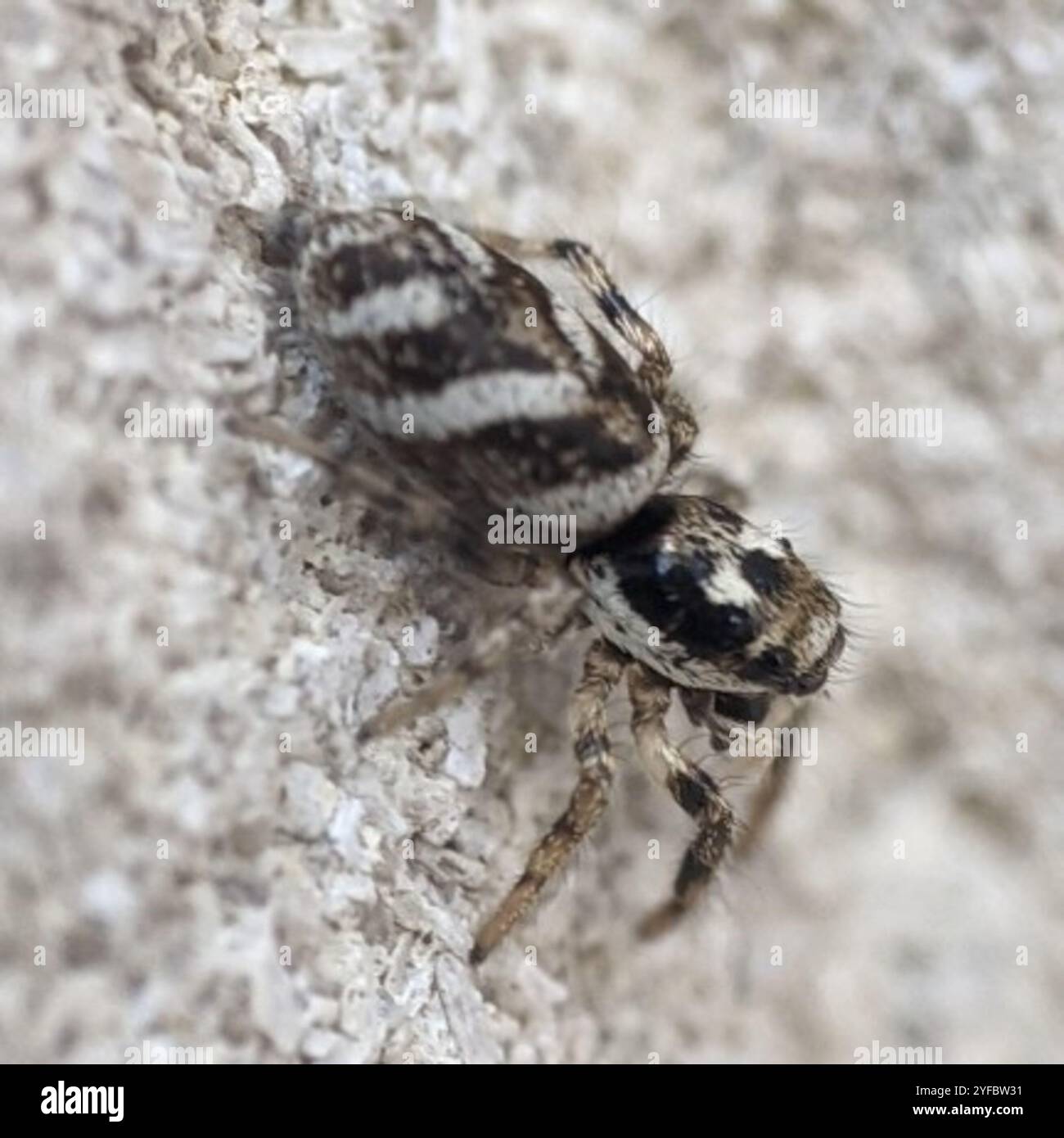 Zebra Jumping Spider (Salticus scenicus Stock Photo - Alamy
