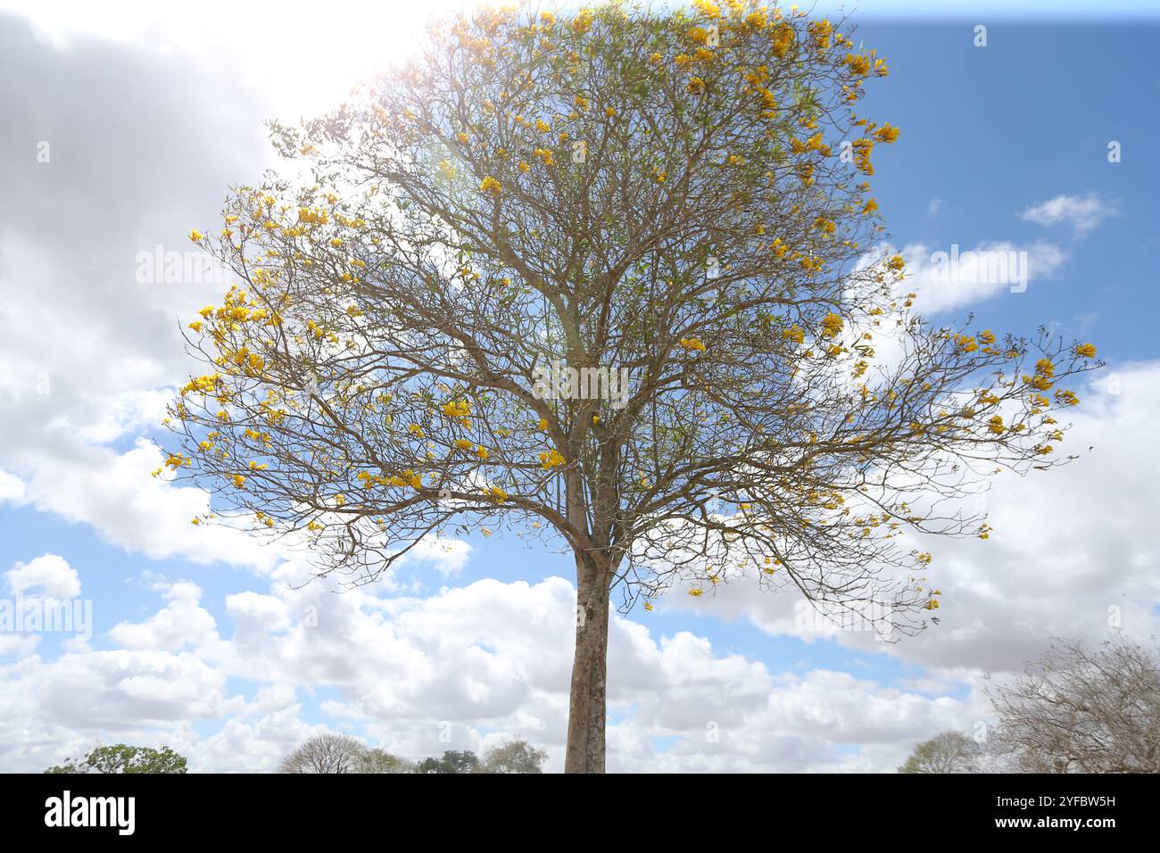 ribeira do pombal, bahia, brazil - october 25, 2024: view of flowering ...