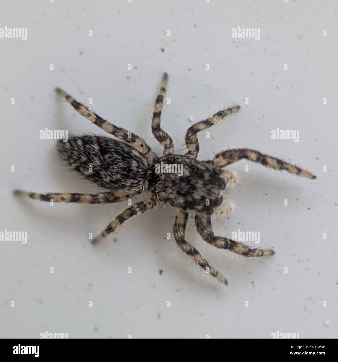 Tan Jumping Spider (Platycryptus undatus Stock Photo - Alamy
