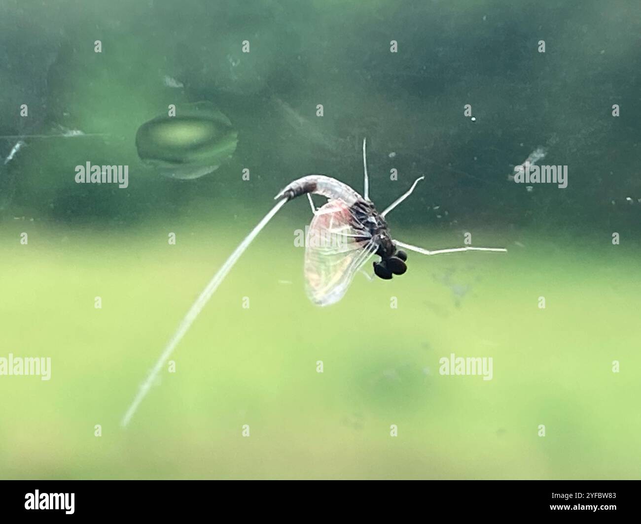 Small Mayflies (Baetidae Stock Photo - Alamy