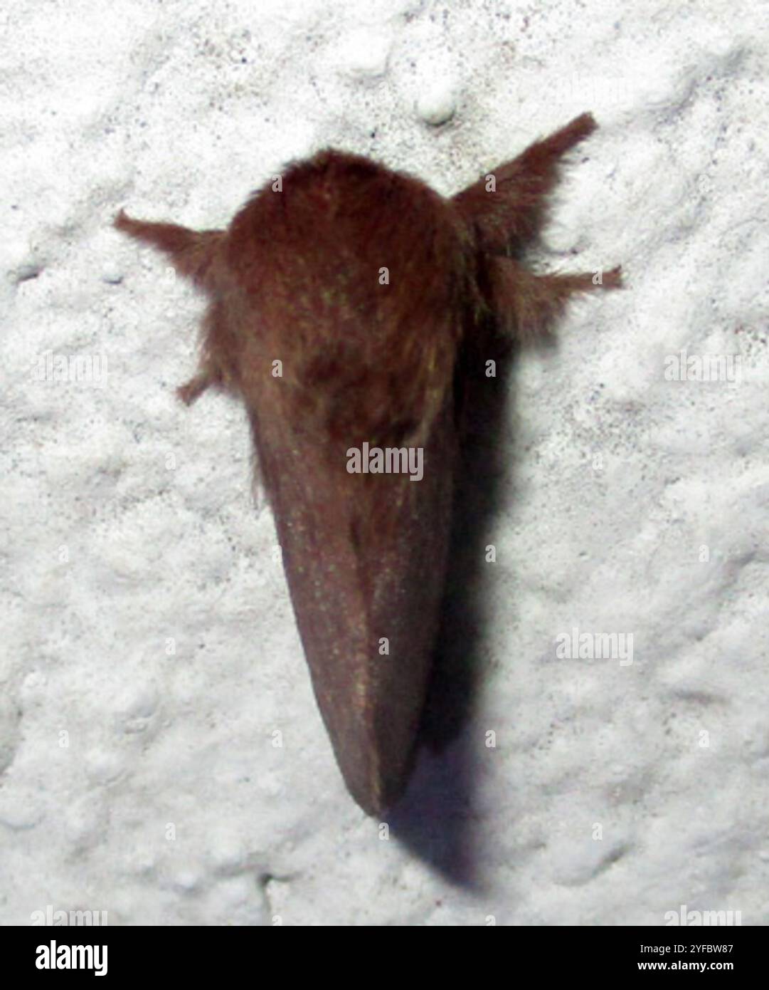 Lappet Moths (Lasiocampidae Stock Photo - Alamy