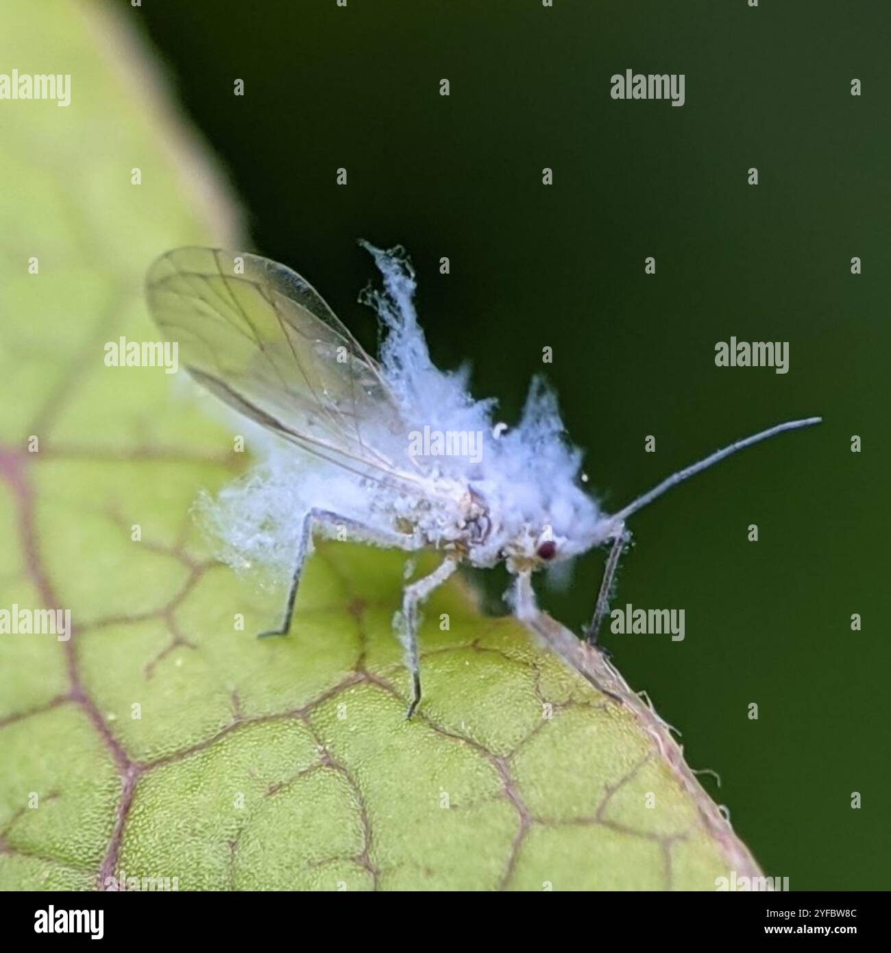 Woolly Beech Aphid (Phyllaphis fagi Stock Photo - Alamy