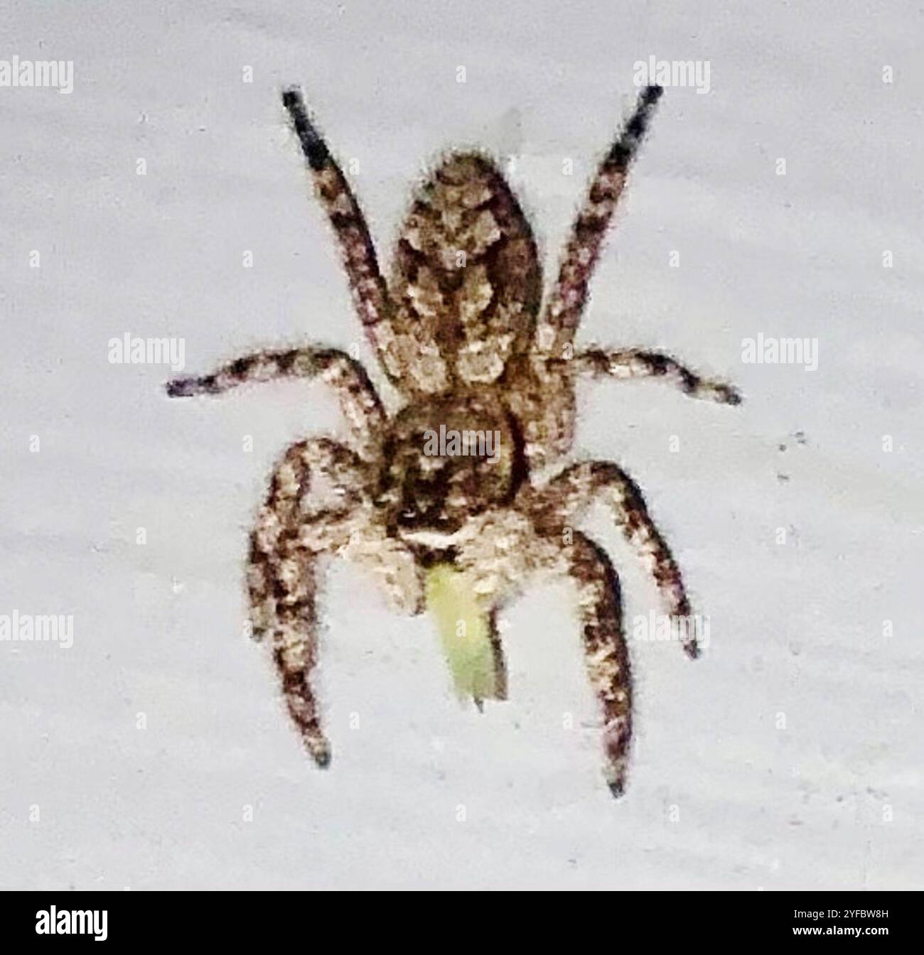 Tan Jumping Spider (Platycryptus undatus Stock Photo - Alamy