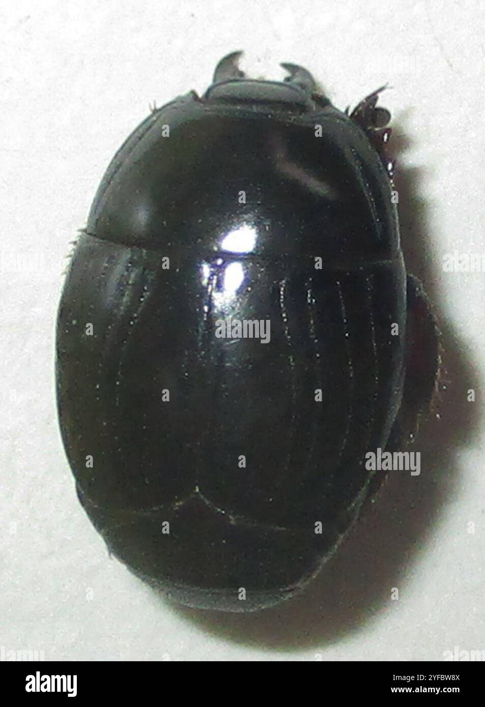 Hister Beetles (Histeridae Stock Photo - Alamy