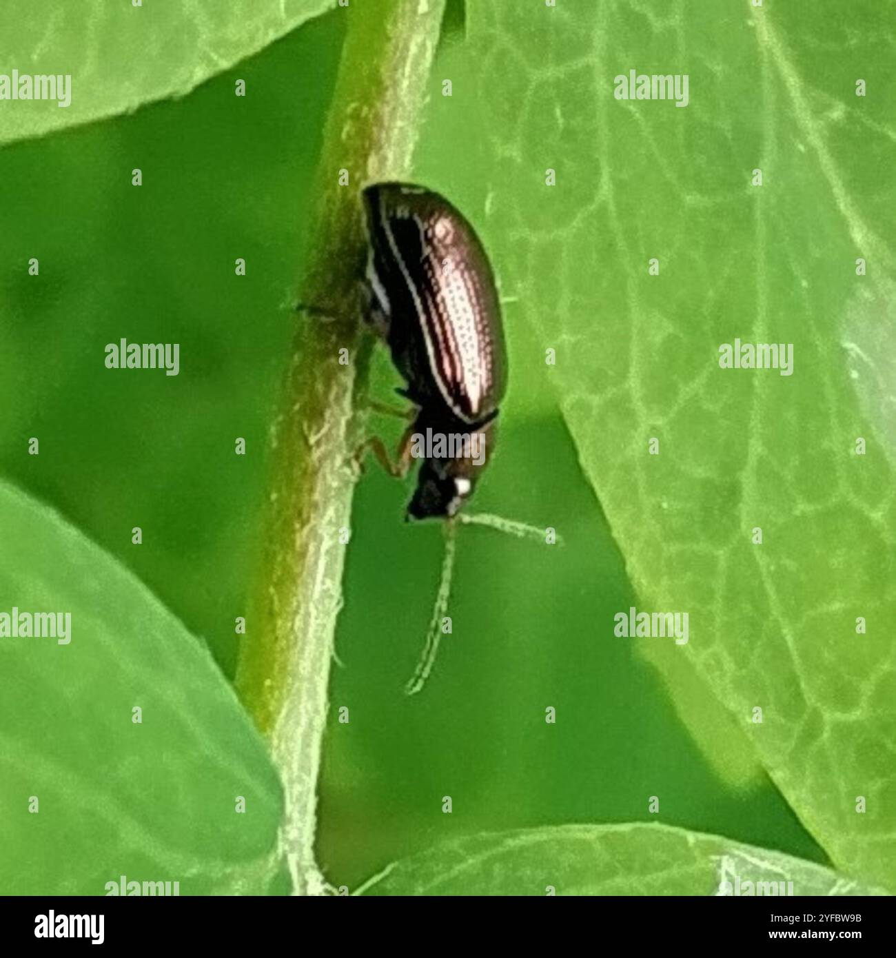 Leaf Beetles (Chrysomelidae Stock Photo - Alamy