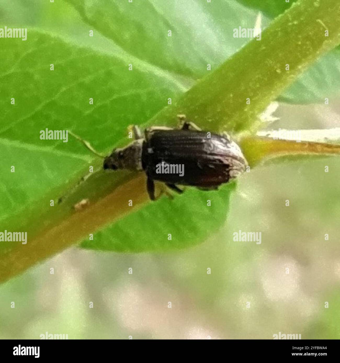 Common Leaf Weevil (Phyllobius pyri Stock Photo - Alamy