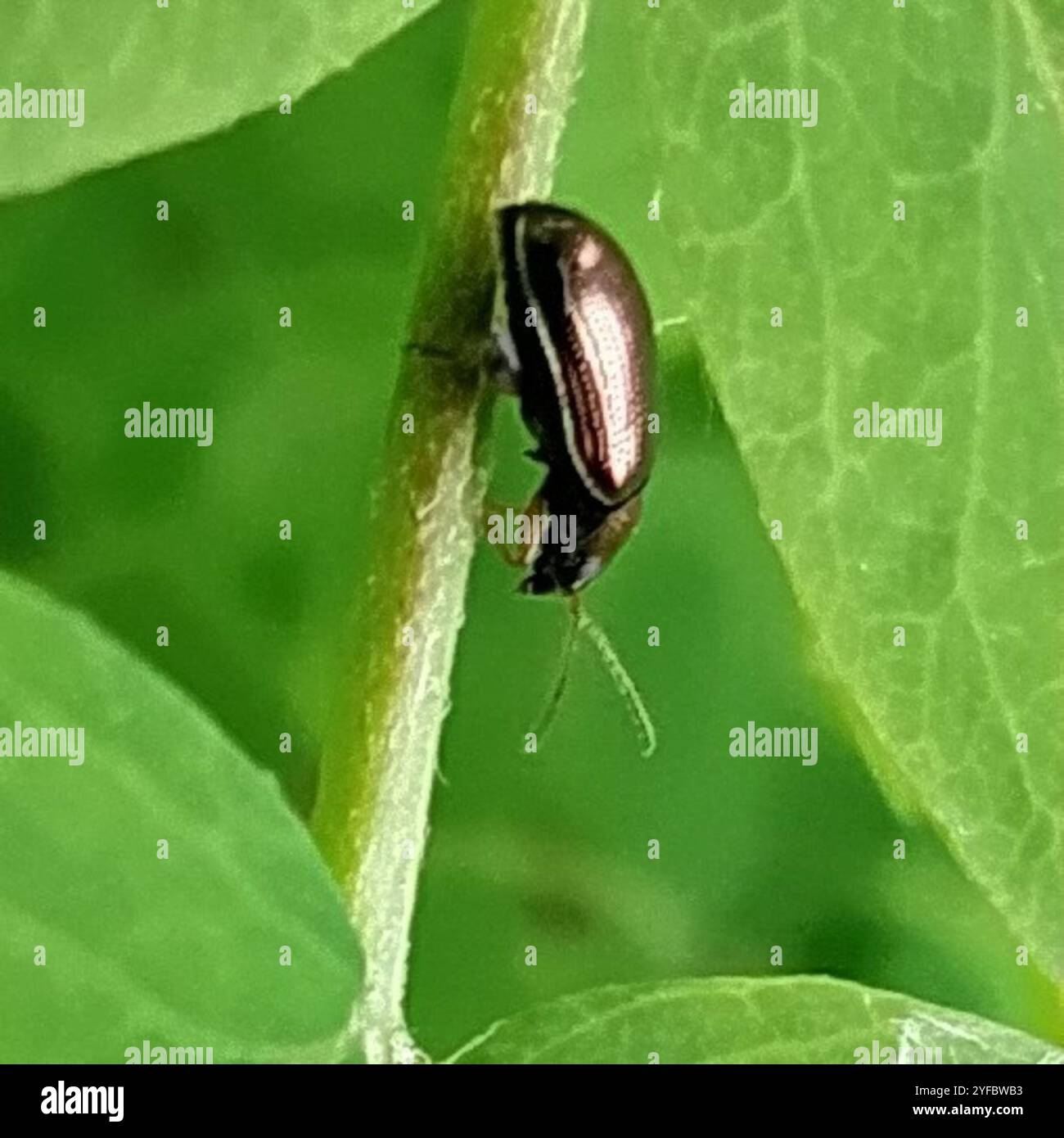 Leaf Beetles (Chrysomelidae Stock Photo - Alamy