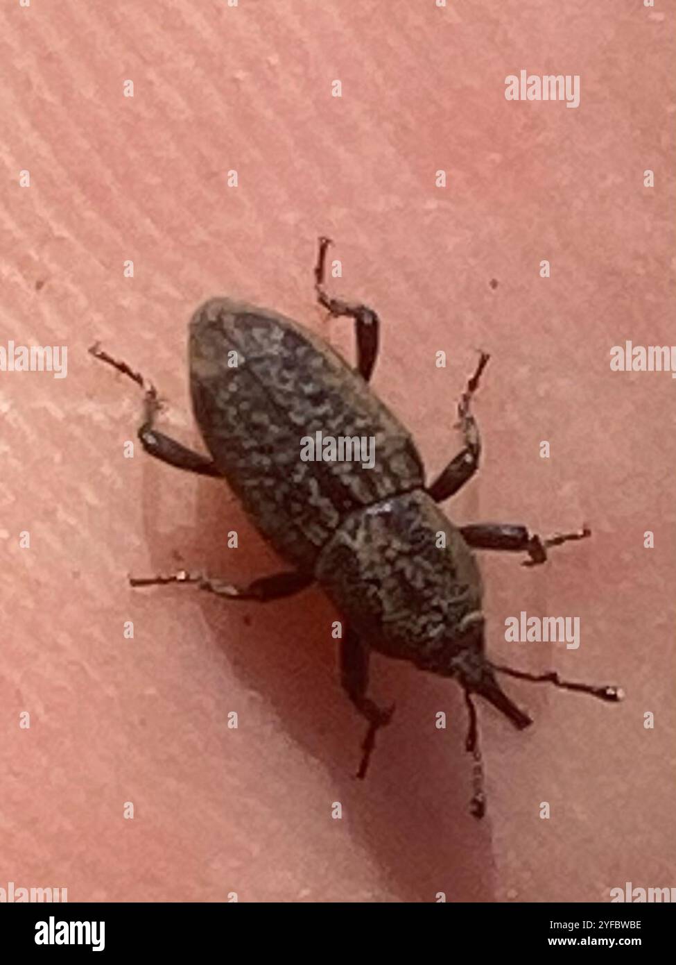 Billbug Weevils (Sphenophorus Stock Photo - Alamy