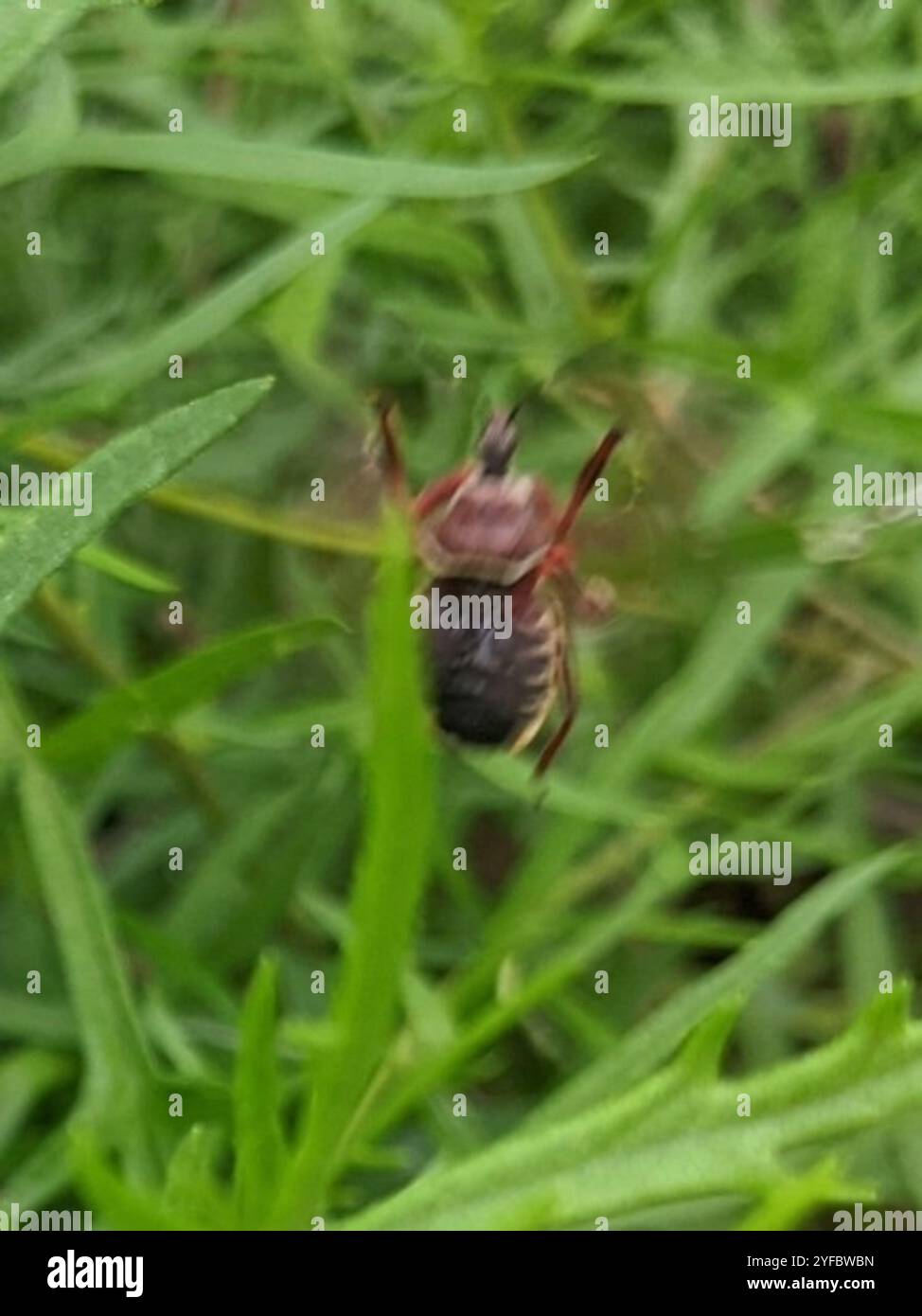 Plains Bee Assassin (Apiomerus spissipes Stock Photo - Alamy