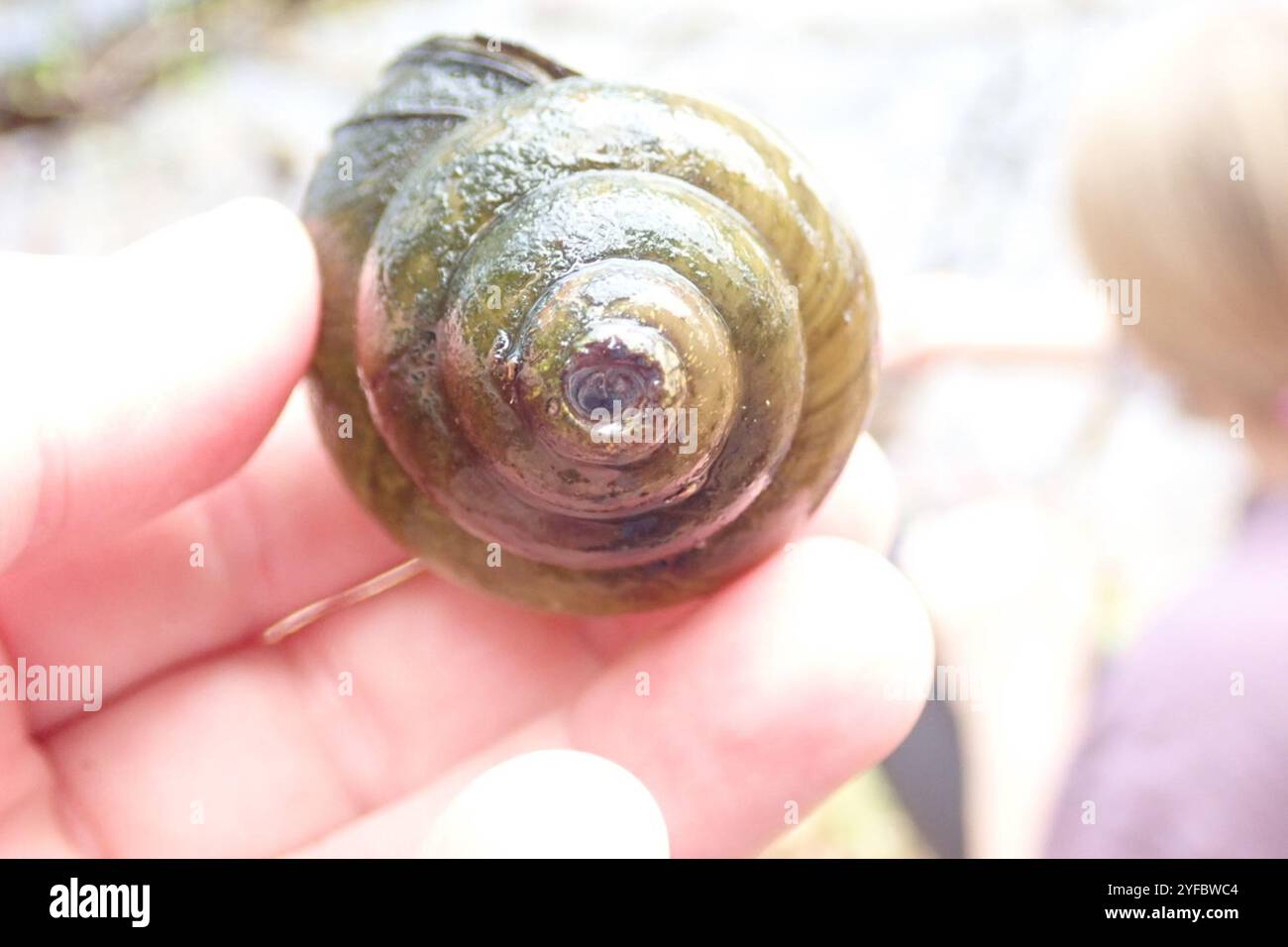 Chinese Mystery Snail (Cipangopaludina chinensis Stock Photo - Alamy