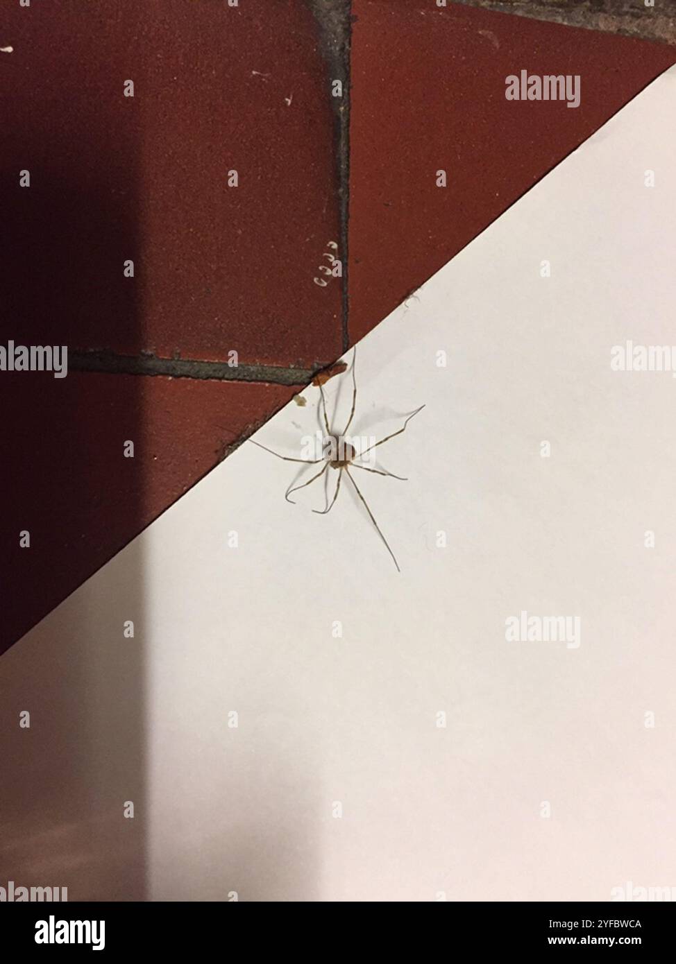 Spring Harvestman (Rilaena triangularis Stock Photo - Alamy