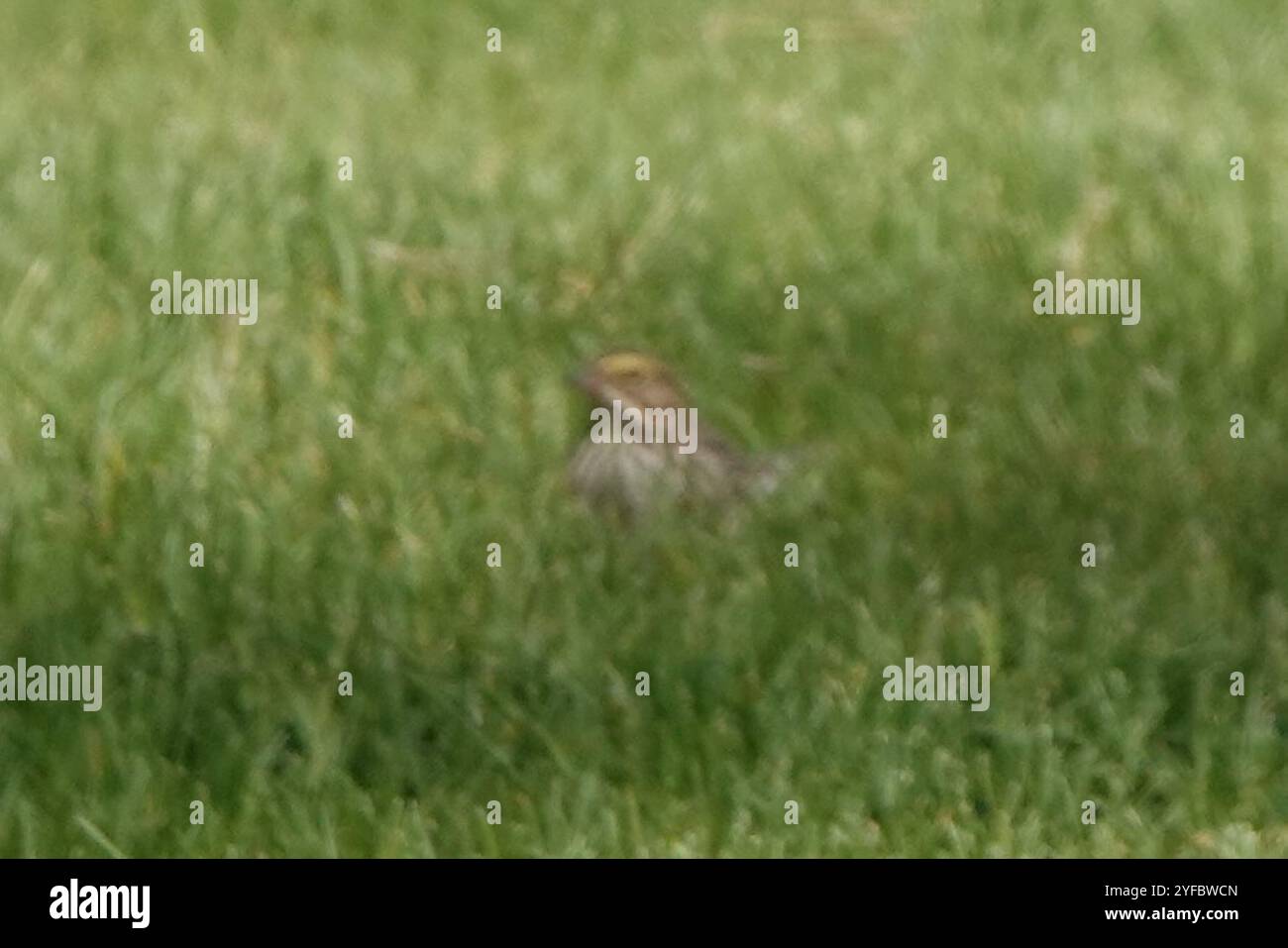 Savannah Sparrow (Passerculus sandwichensis Stock Photo - Alamy