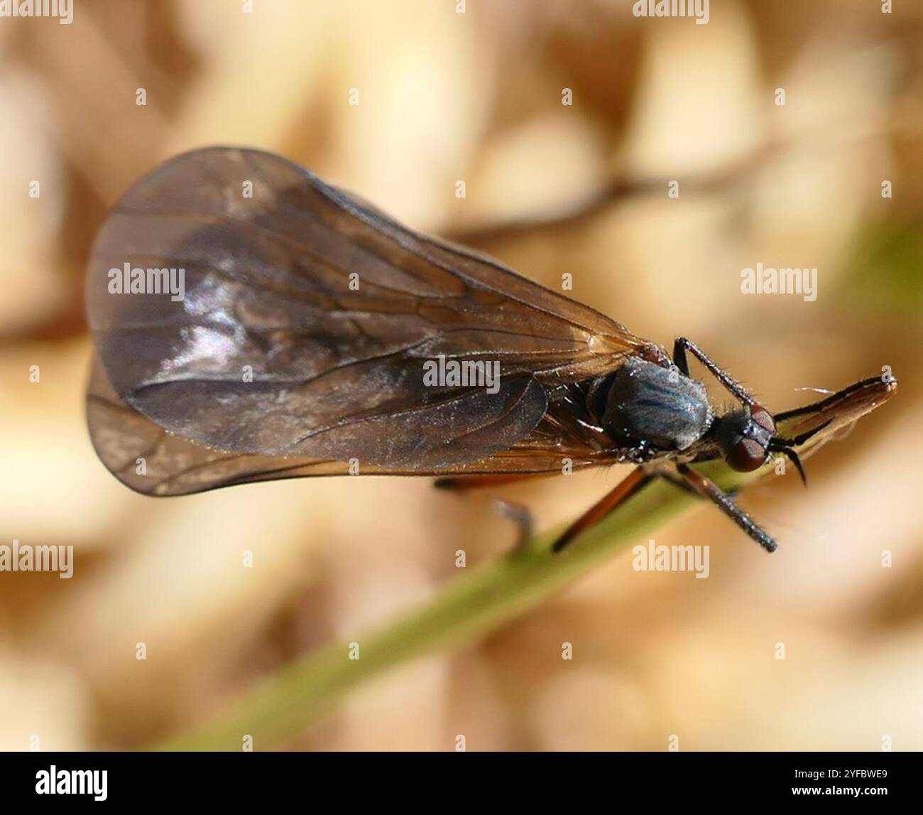 Dance Flies, Long-legged Flies, and Allies (Empidoidea Stock Photo - Alamy