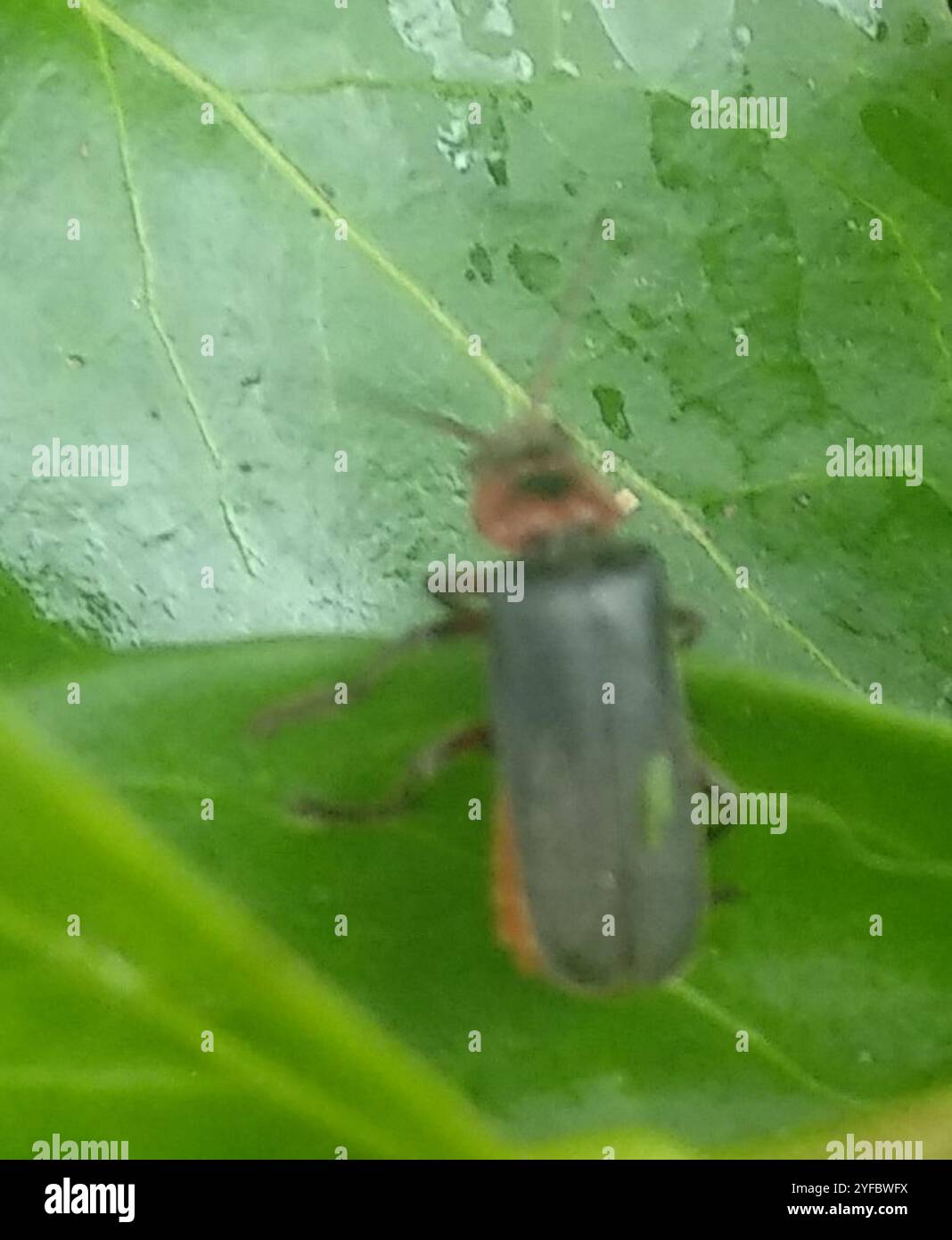 Rustic Sailor Beetle (Cantharis rustica Stock Photo - Alamy