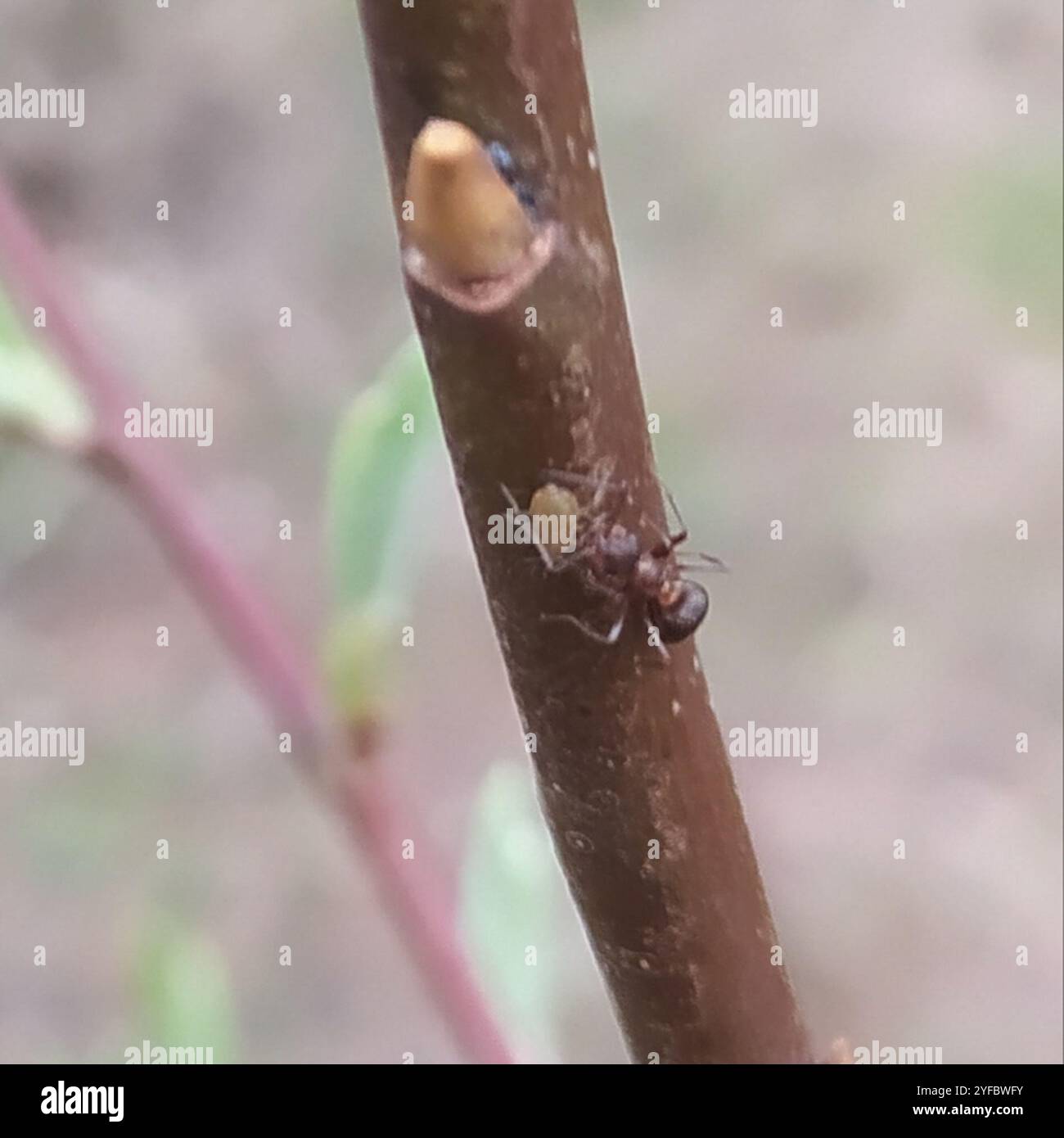 Wood, Mound, and Field Ants (Formica Stock Photo - Alamy