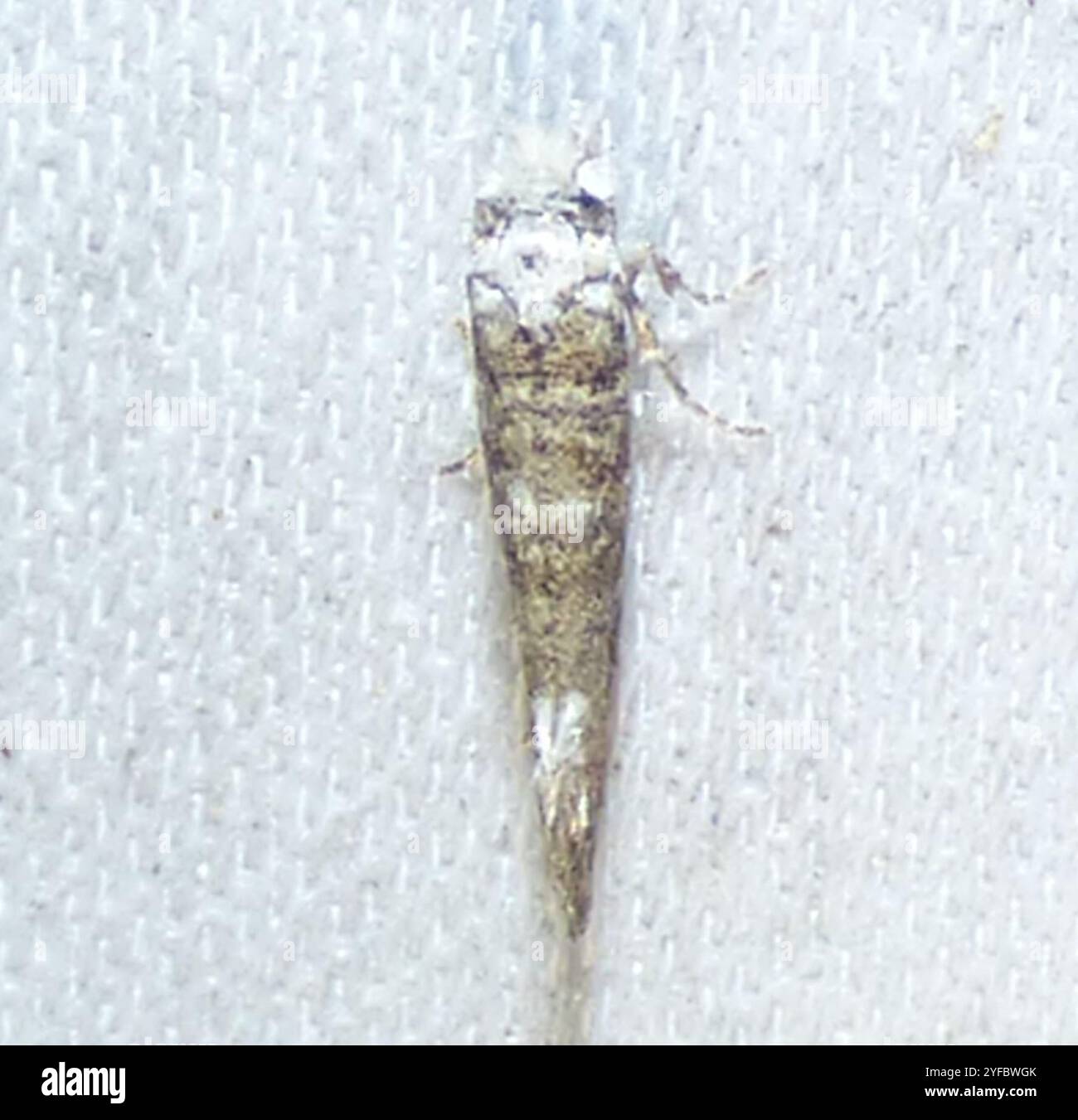 Clemens' Bark Moth (Xylesthia pruniramiella Stock Photo - Alamy