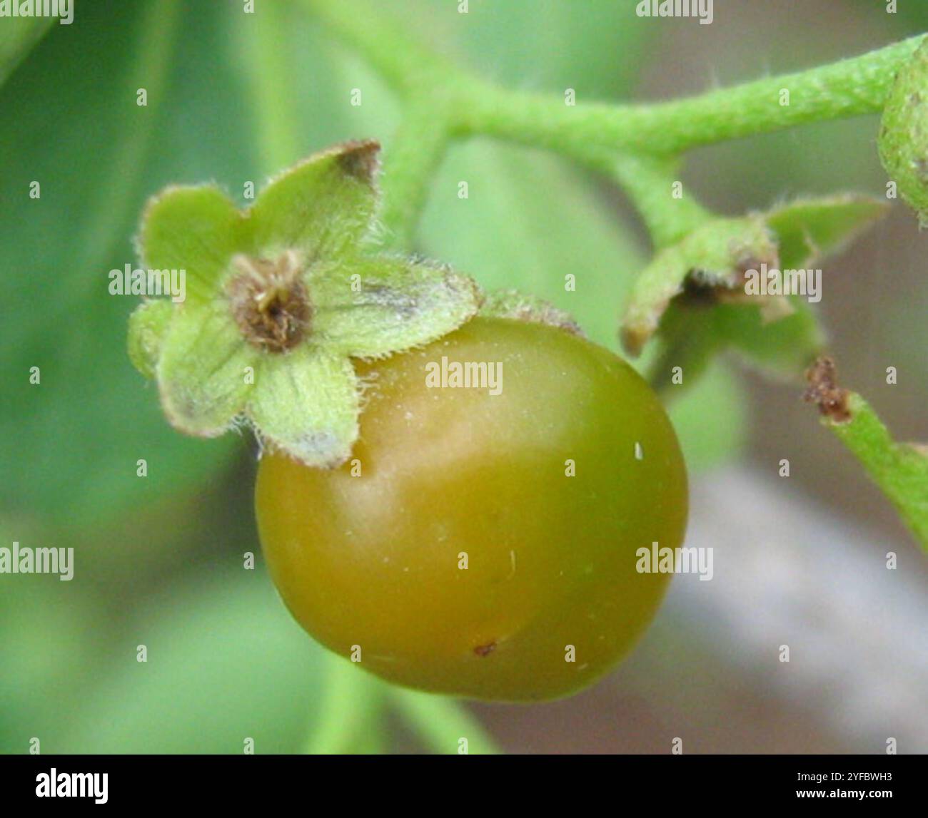 Puzzle Bush (Ehretia rigida Stock Photo - Alamy