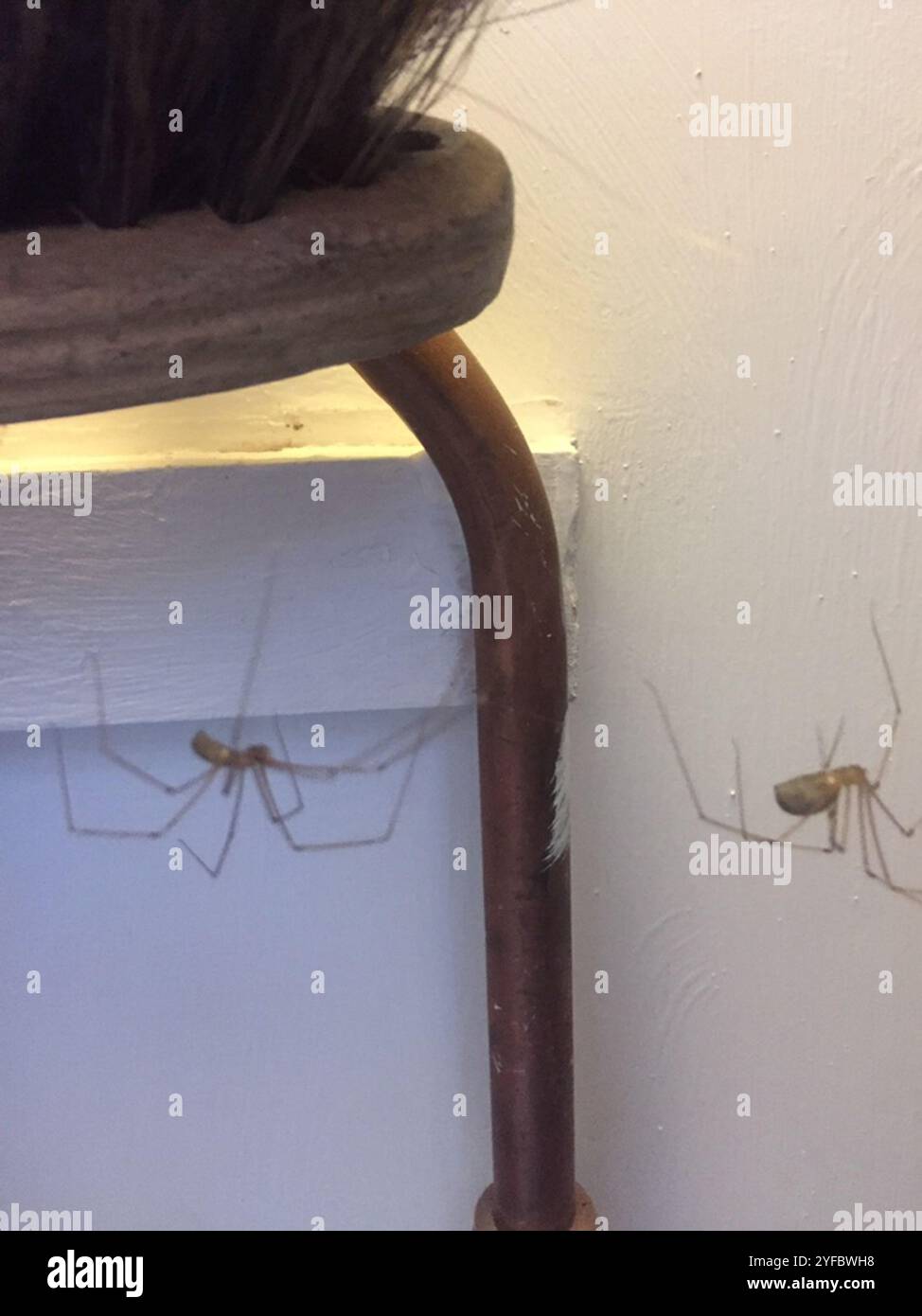 Long-bodied Cellar Spider (Pholcus phalangioides Stock Photo - Alamy