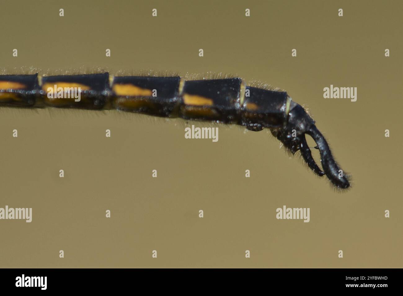 Spiny Baskettail (Epitheca spinigera Stock Photo - Alamy