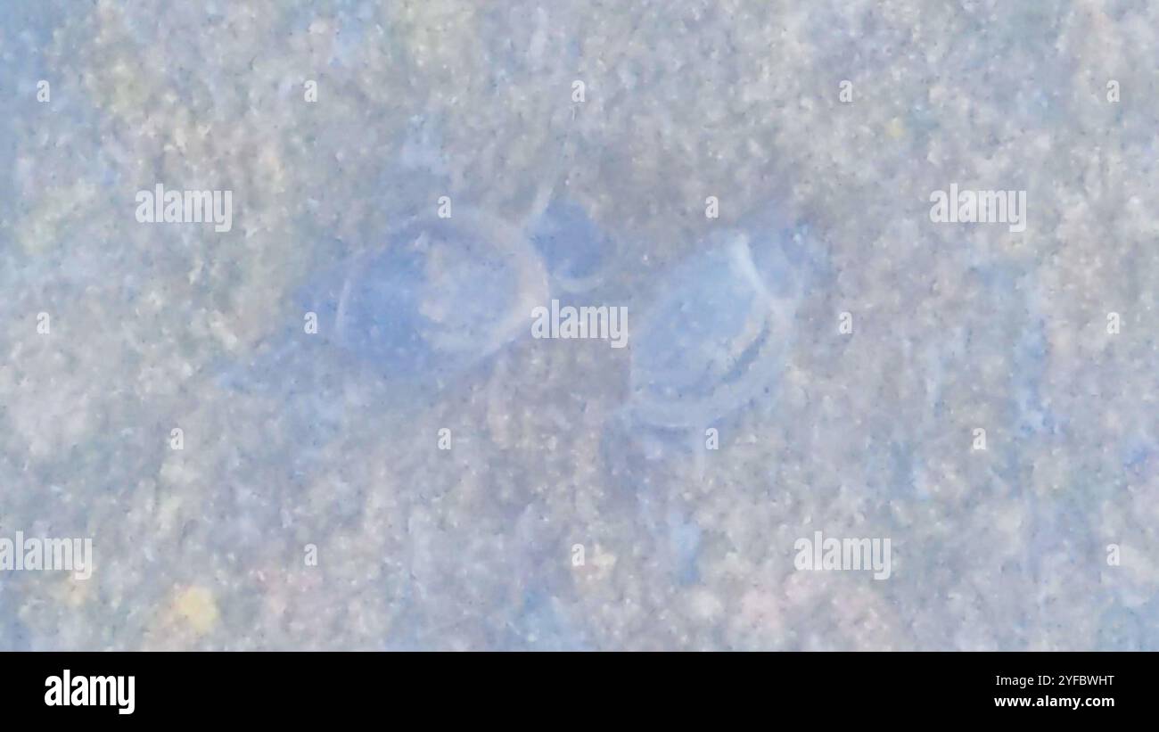 Bladder Snails (Physidae Stock Photo - Alamy
