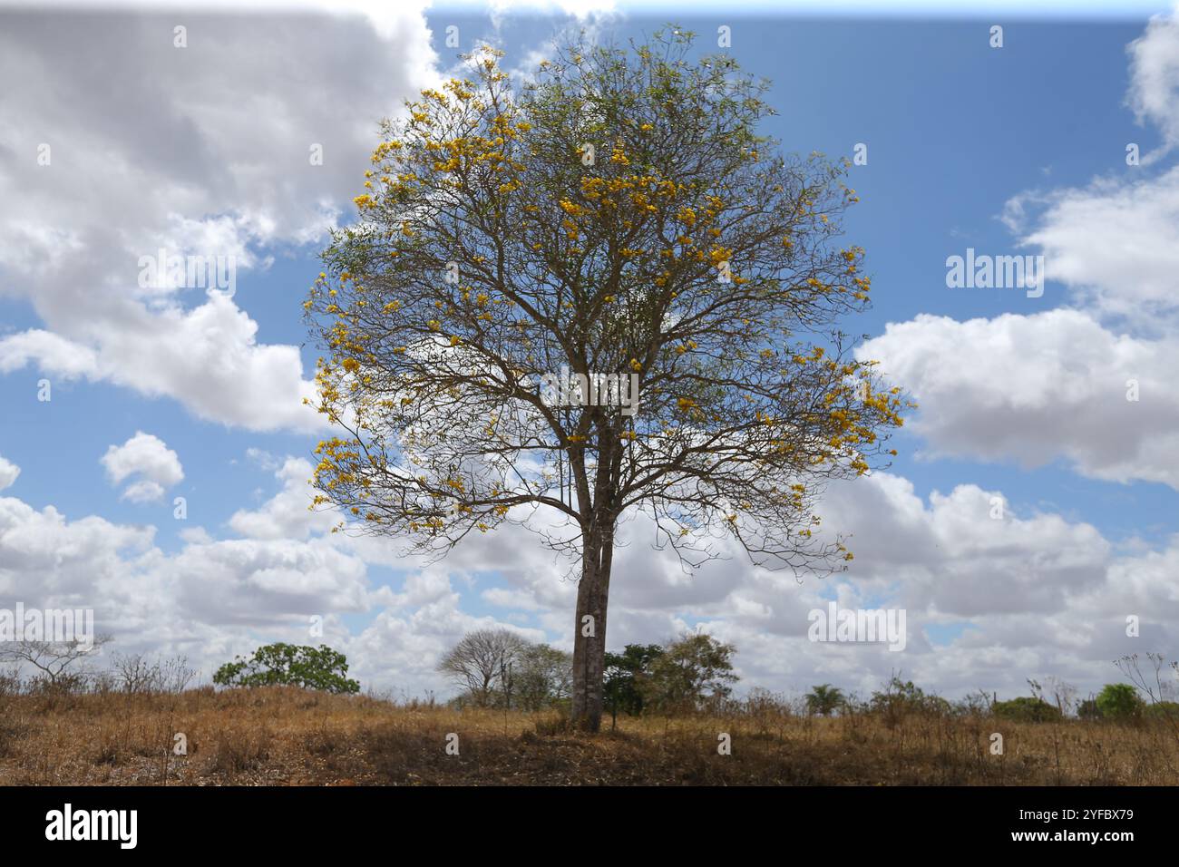 Ribeira do cerrado hi-res stock photography and images - Alamy
