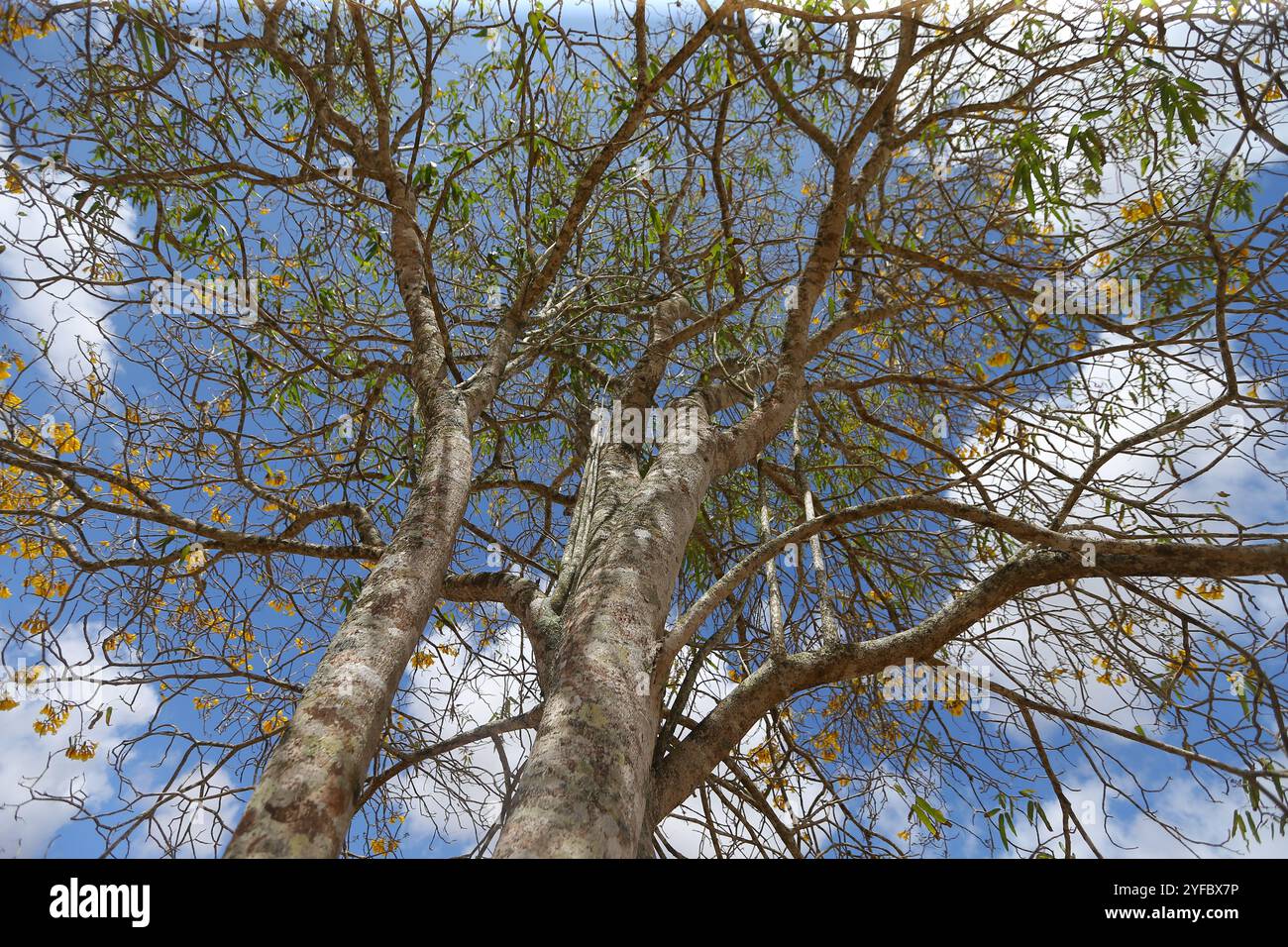 ribeira do pombal, bahia, brazil - october 25, 2024: view of flowering ...