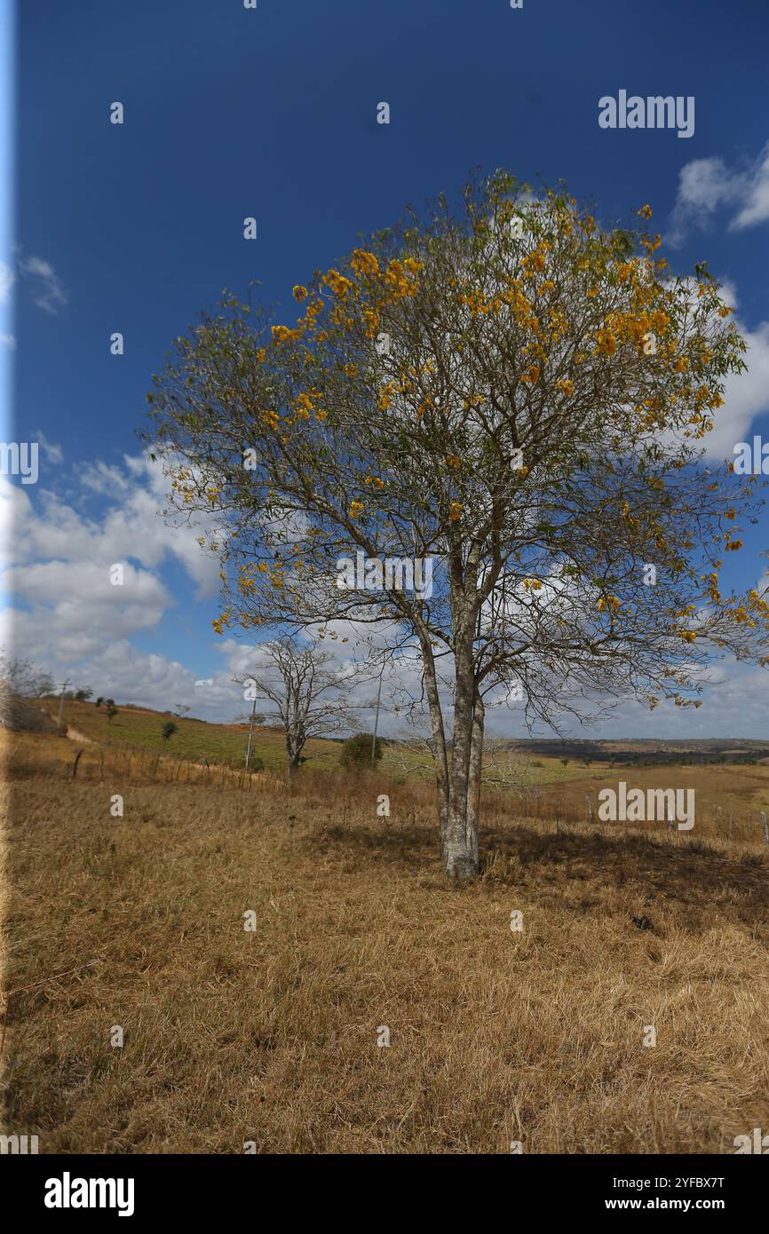 ribeira do pombal, bahia, brazil - october 25, 2024: view of flowering ...