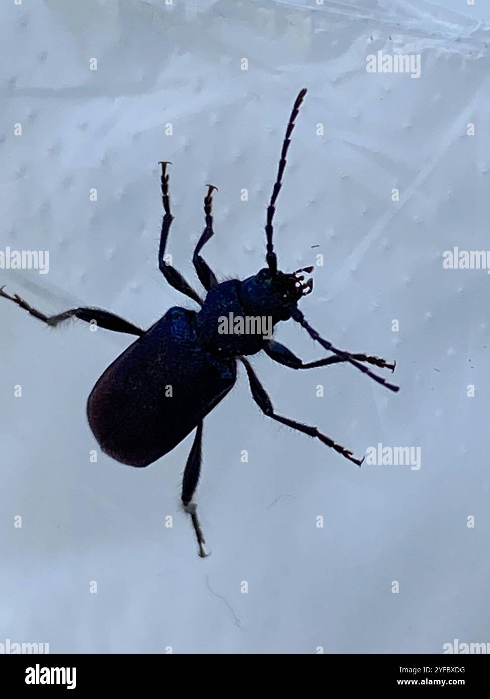 Violet tanbark beetle (Callidium violaceum Stock Photo - Alamy