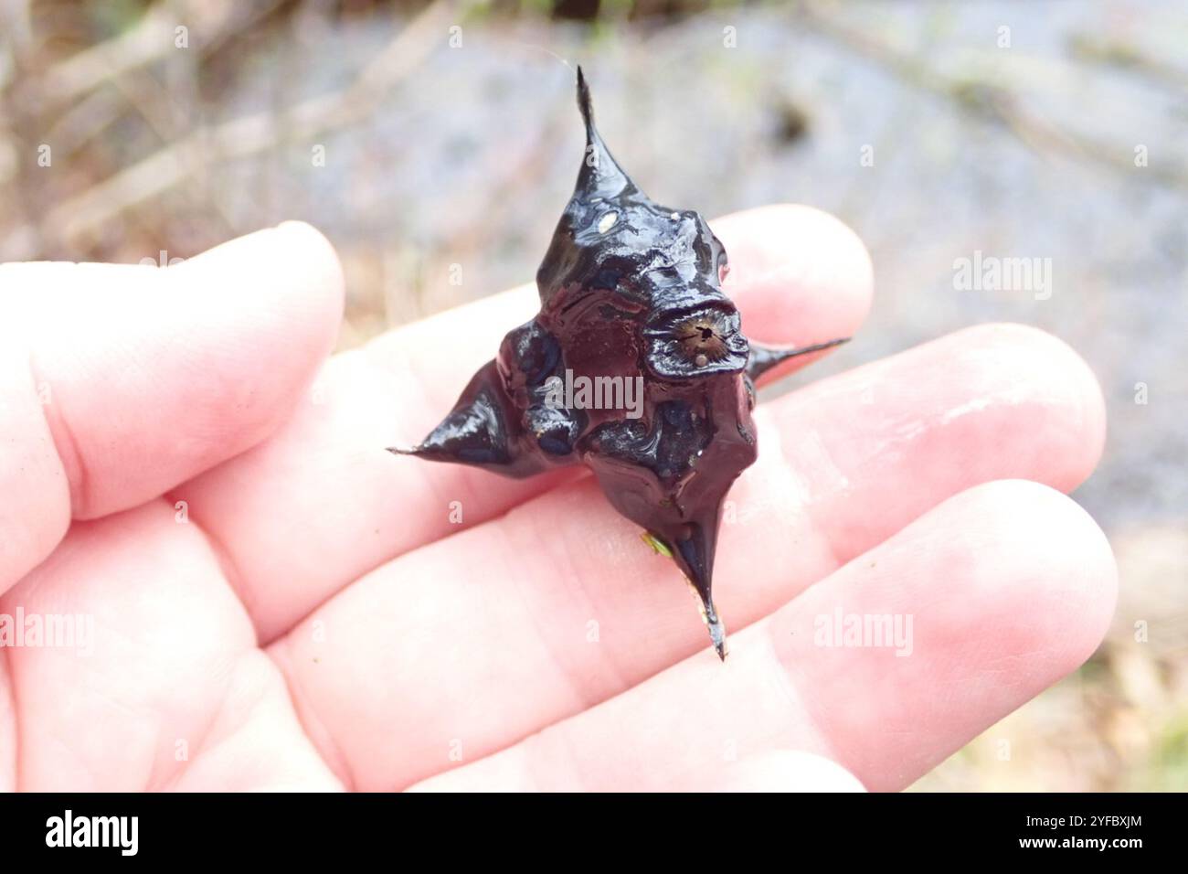 Water caltrop (Trapa natans Stock Photo - Alamy