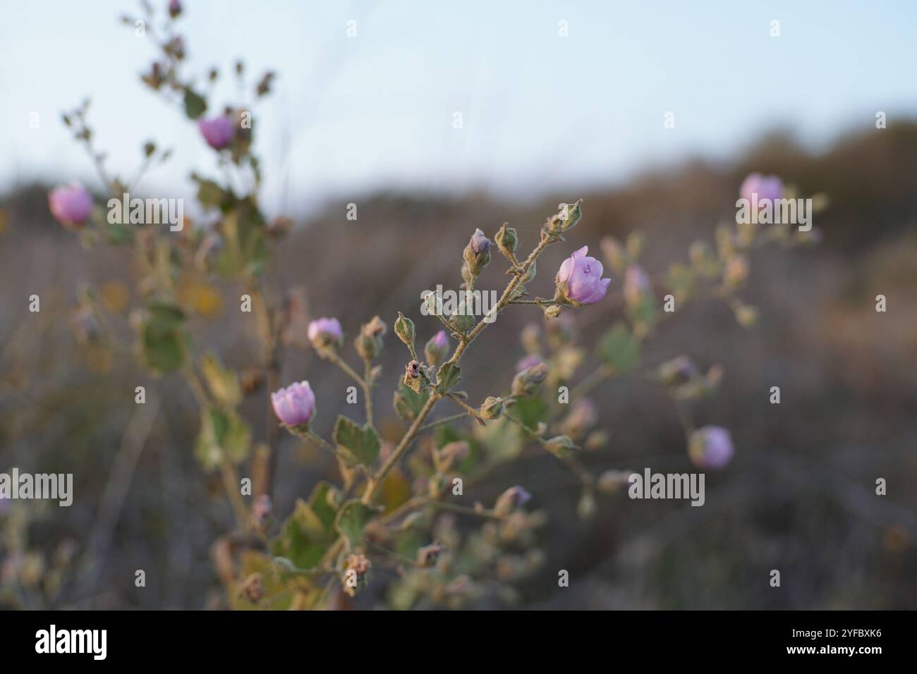 Ensenada bushmallow (Malacothamnus foliosus Stock Photo - Alamy
