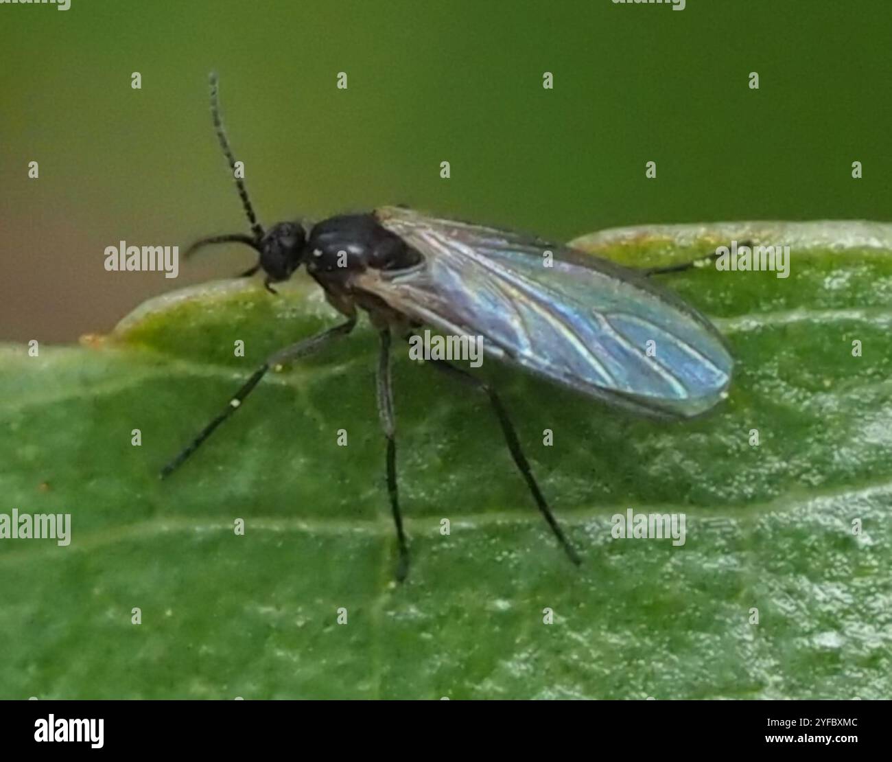 Dark-winged Fungus Gnats (Sciaridae Stock Photo - Alamy