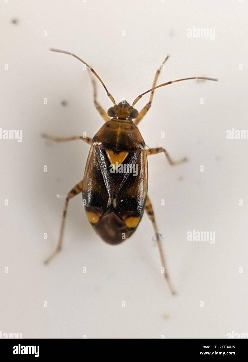 Three Spotted Nettle Bug (Liocoris tripustulatus Stock Photo - Alamy