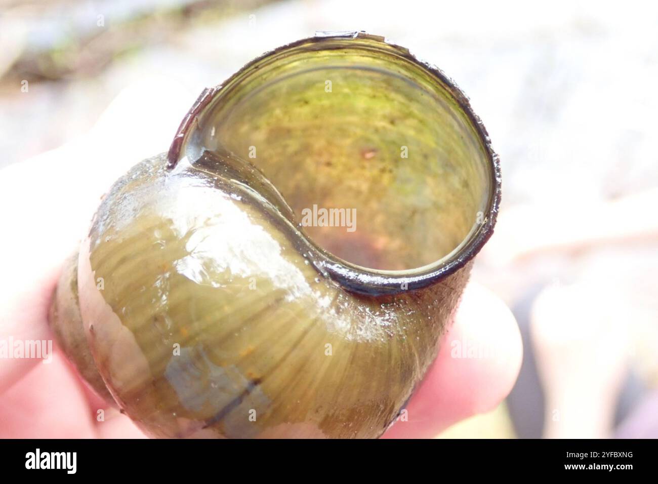 Chinese Mystery Snail (Cipangopaludina chinensis Stock Photo - Alamy