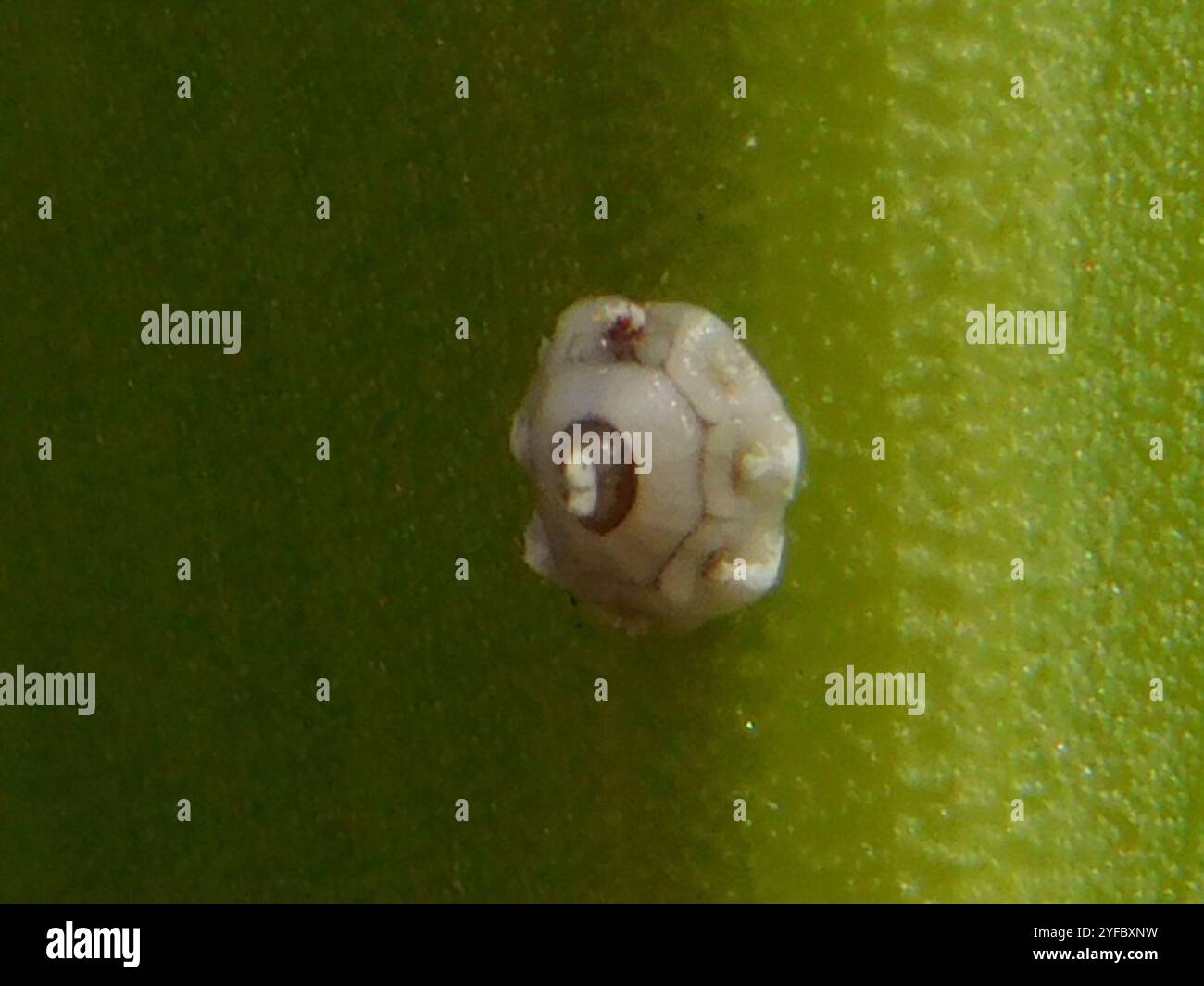 Wax Scales (Ceroplastes Stock Photo - Alamy