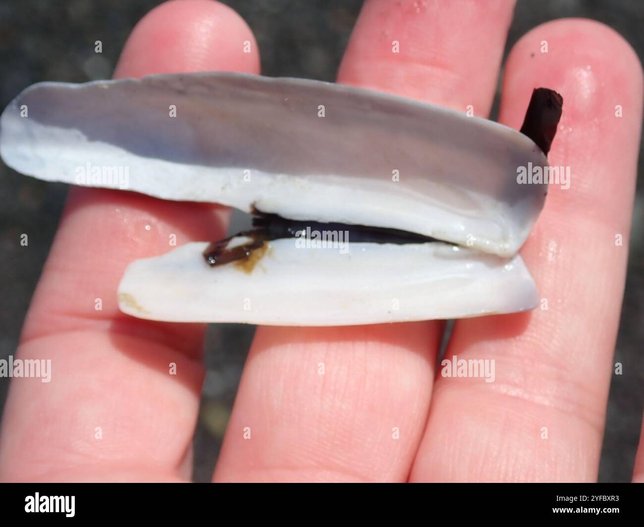 Atlantic Jackknife (Ensis leei Stock Photo - Alamy