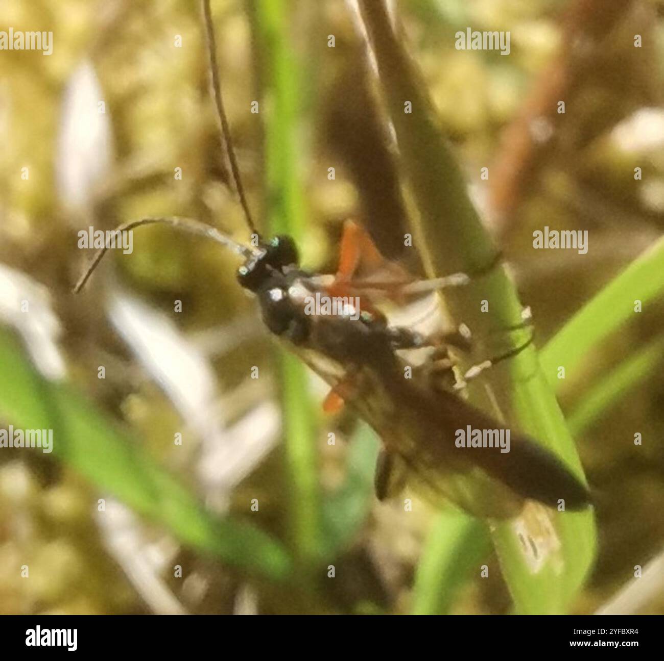 Ichneumonid Wasps (Ichneumonidae Stock Photo - Alamy